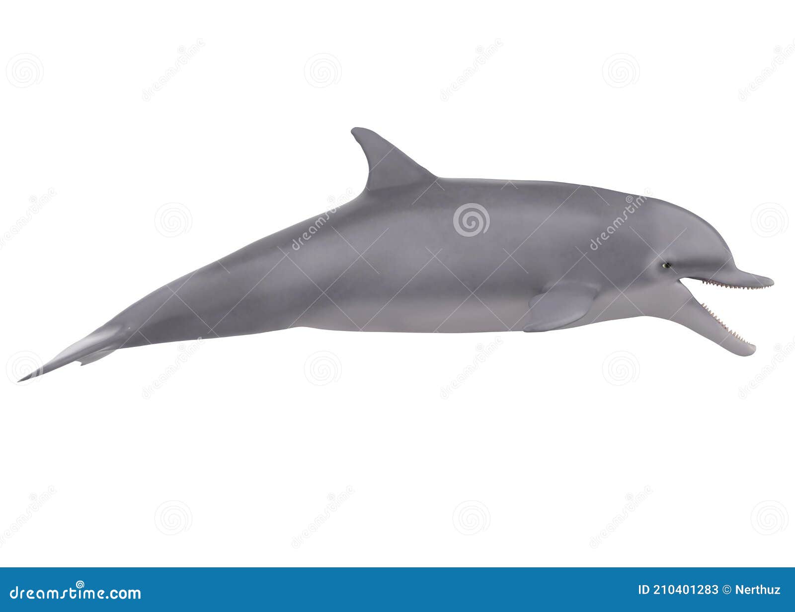Dolphin Isolated And In Water. Cute Surfacing Dolphin Shows Fin ...