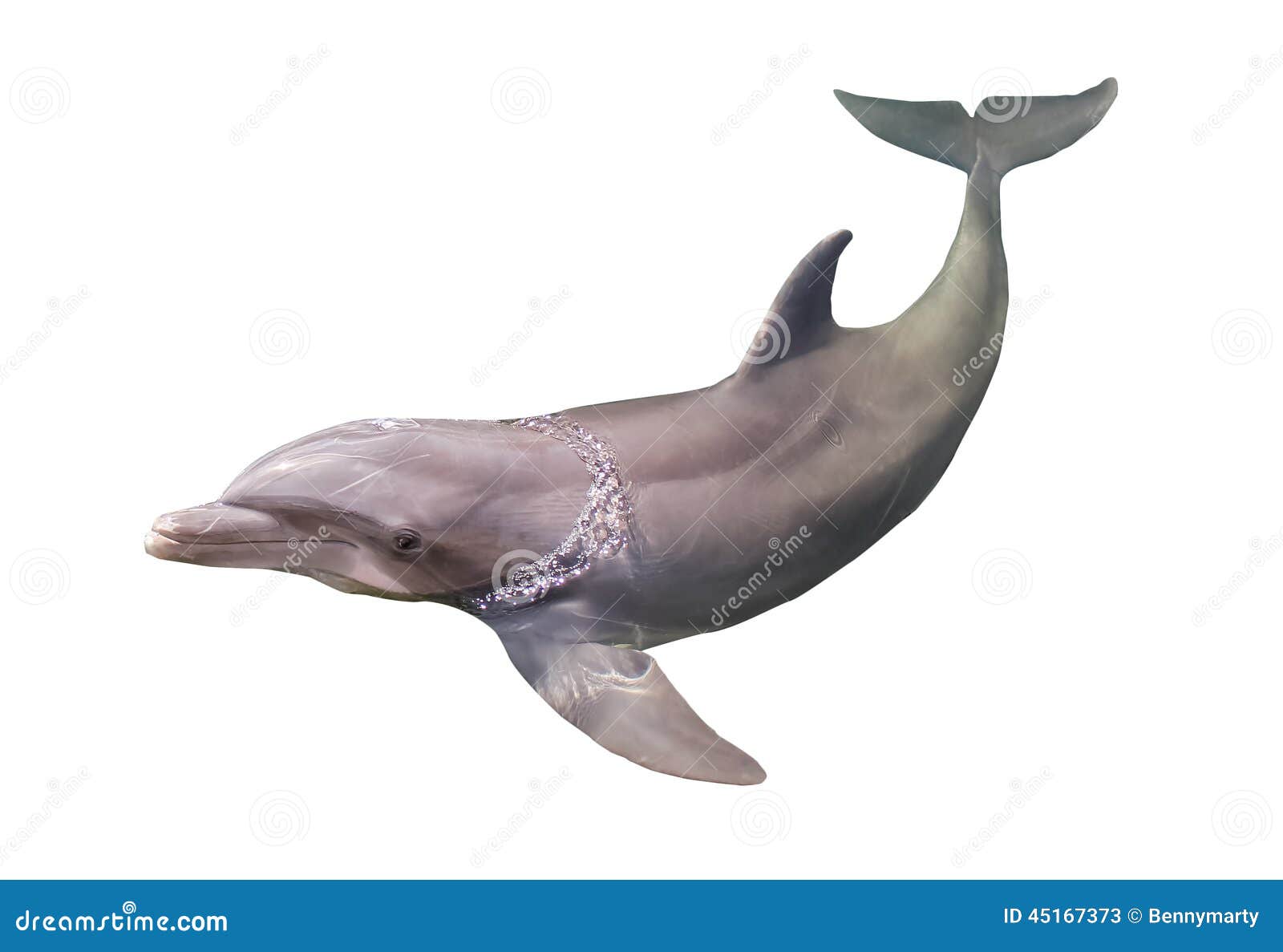 Dolphin isolated stock image. Image of cute, playful - 45167373
