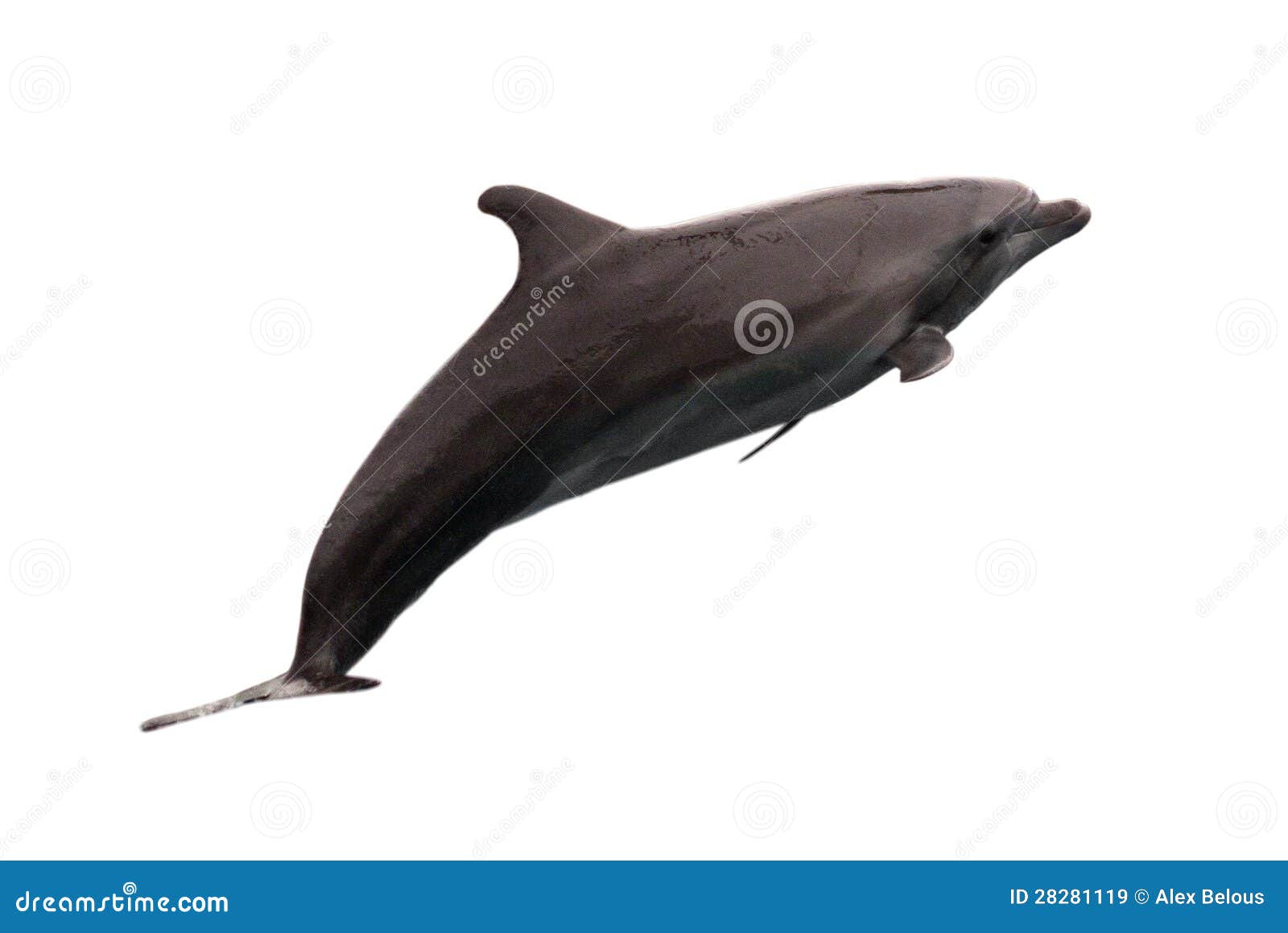 Dolphin Isolated on White Background Stock Image - Image of fish ...