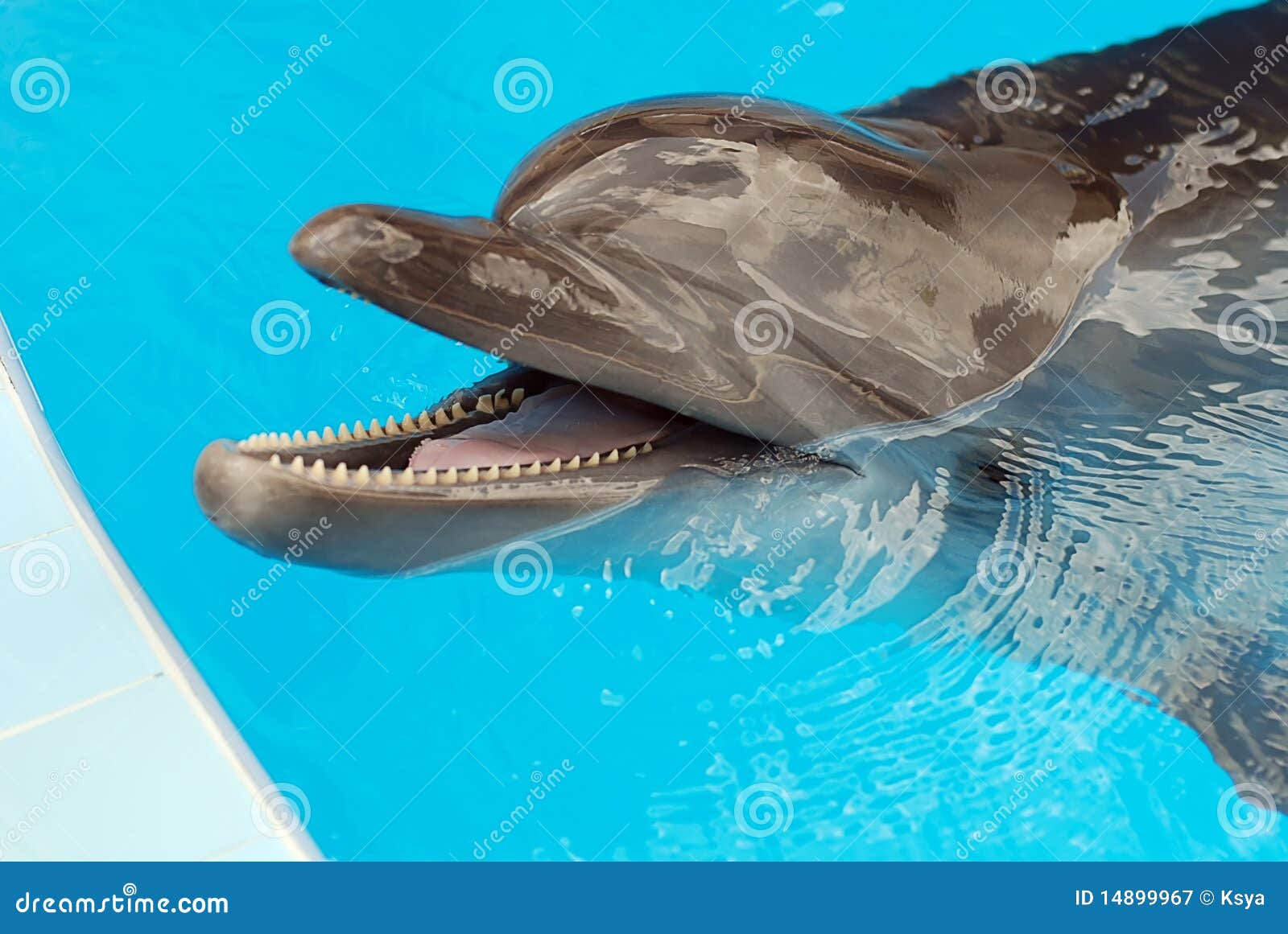 Dolphin jaws stock image. Image of kind, anima, marine - 14899967