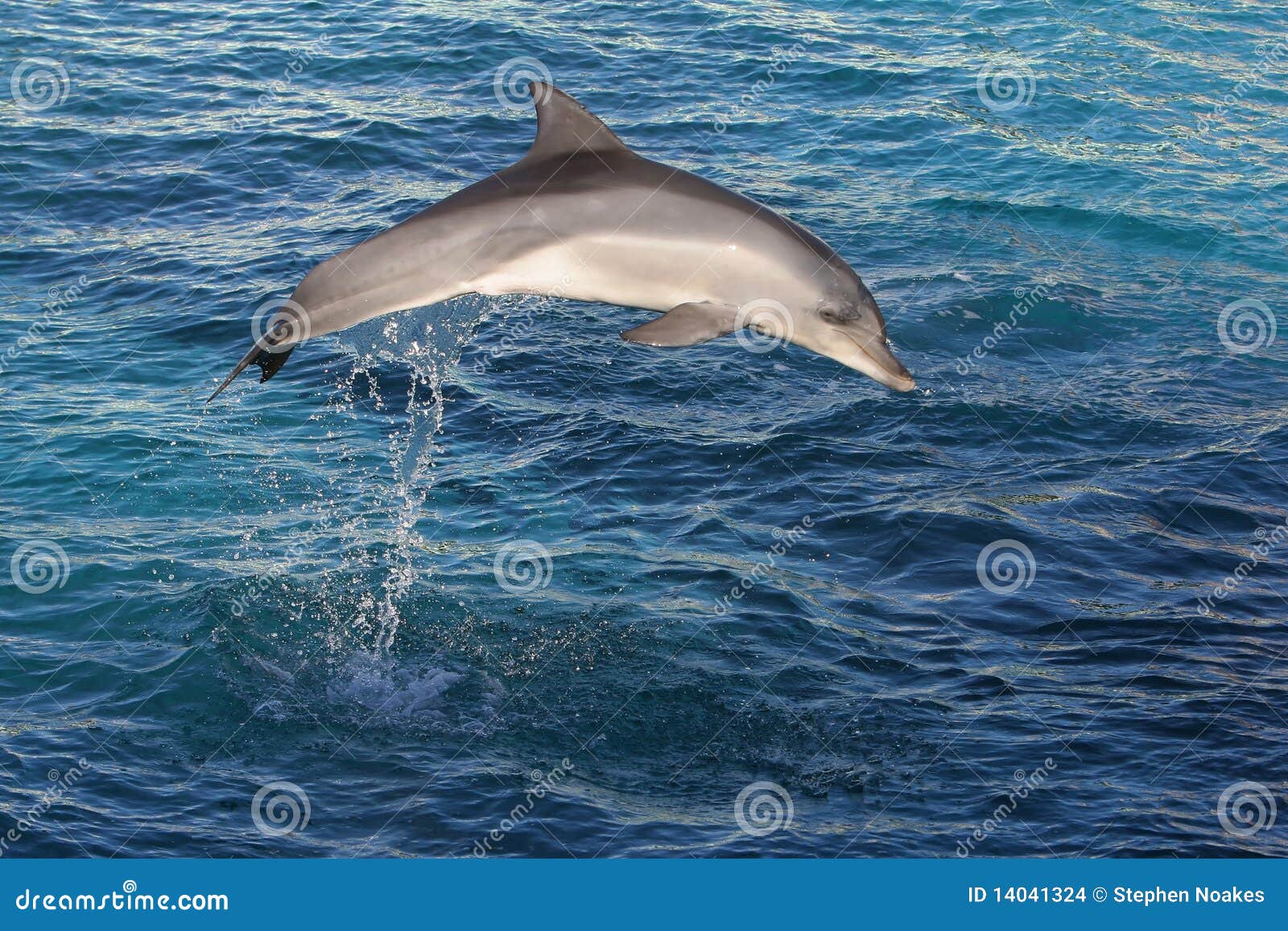 Dolphin Jump stock photo. Image of creature, fish, ocean - 14041324