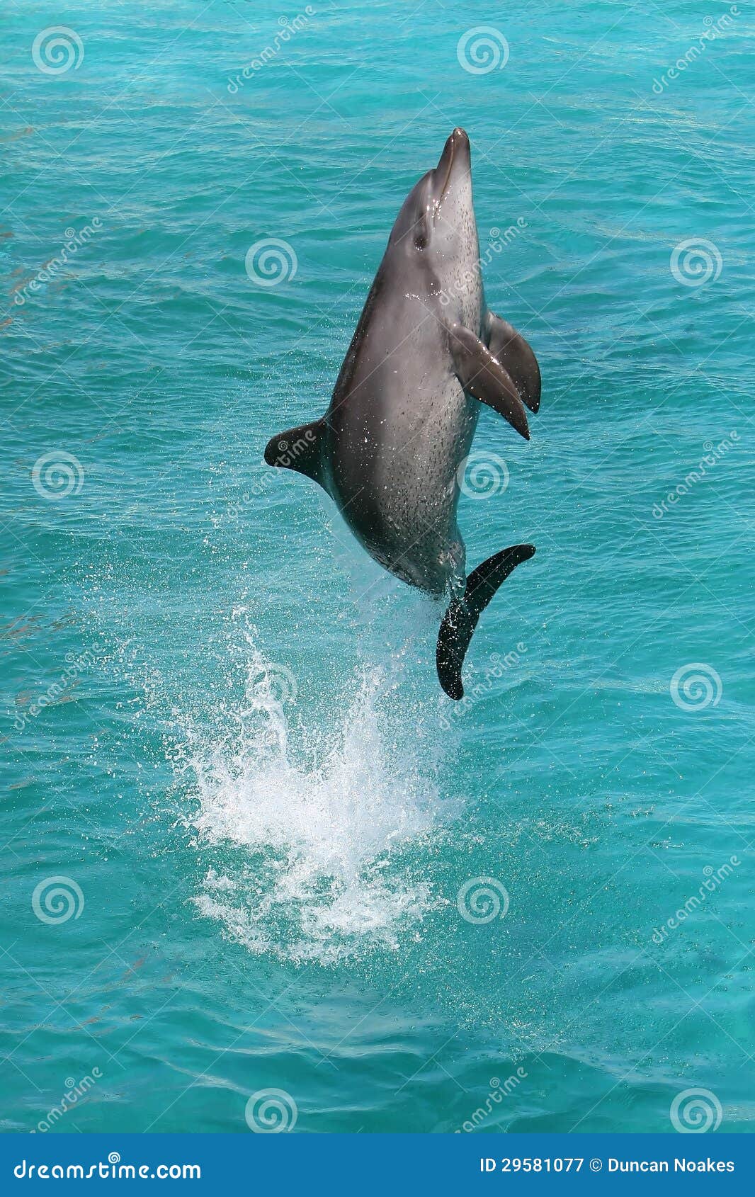 Dolphin Jump stock image. Image of splash, aquatic, aquarium - 29581077