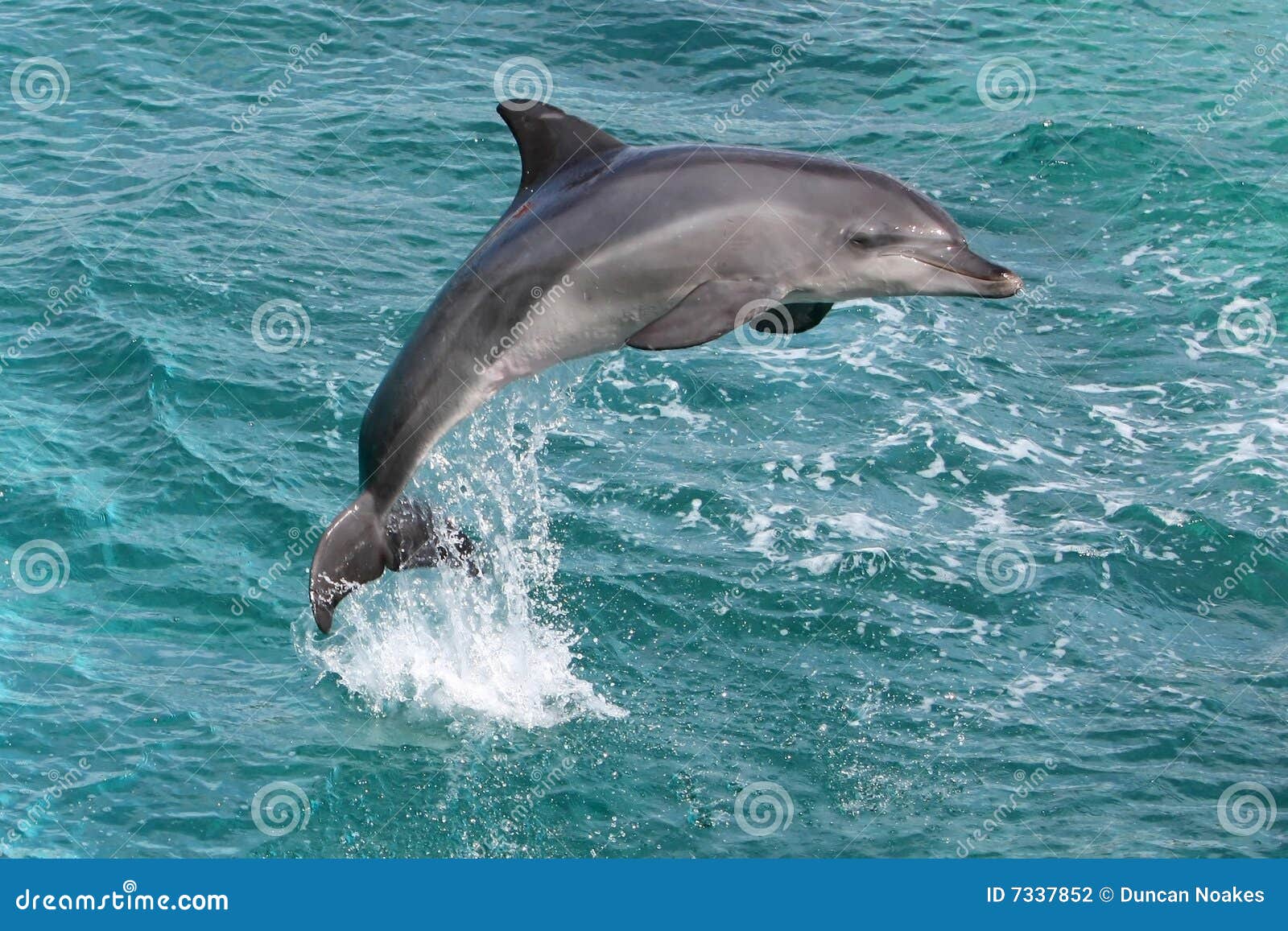 Dolphin Jump stock photo. Image of smile, jumping, dolphin - 7337852