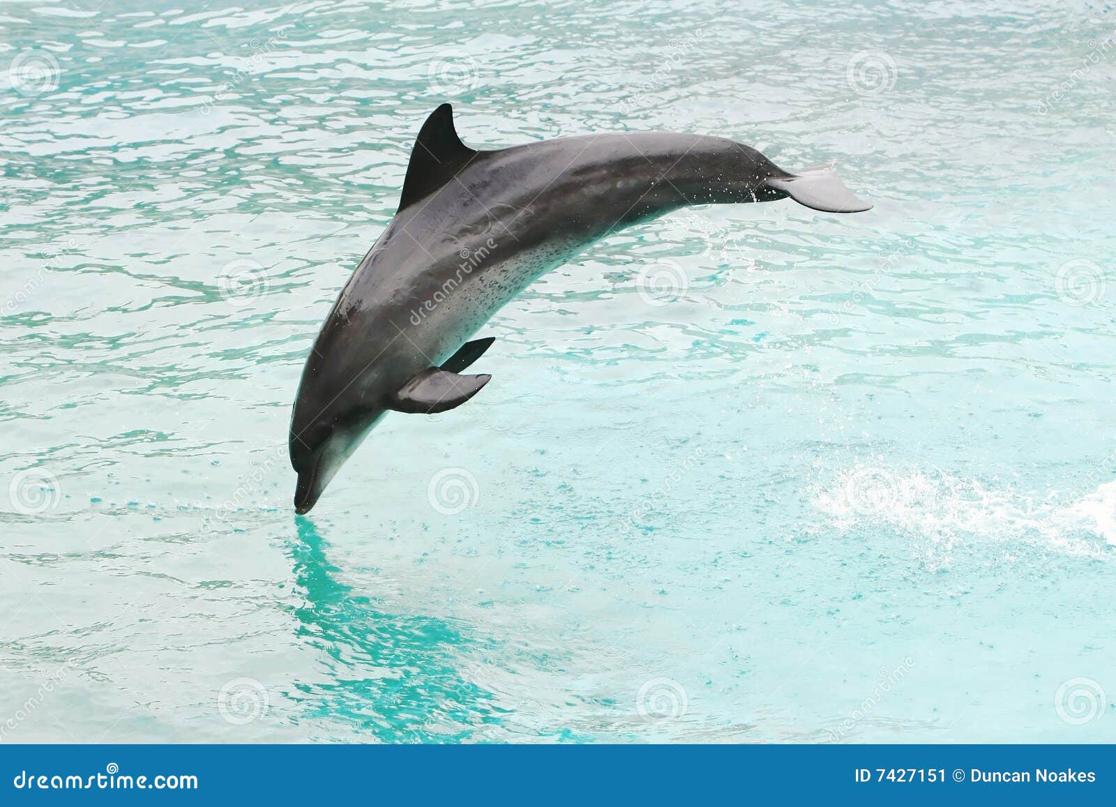 Dolphin Jump stock image. Image of mammals, creature, splash - 7427151