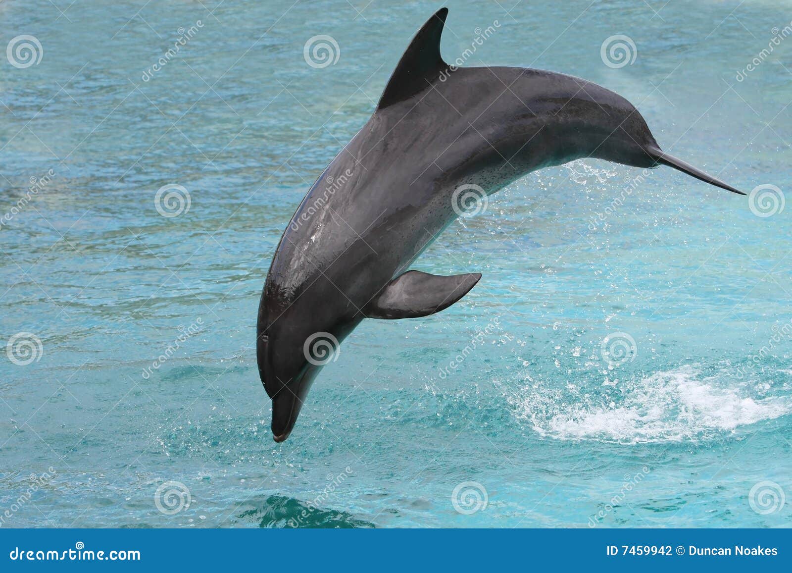 Dolphin Jump stock photo. Image of speed, outdoors, grey - 7459942