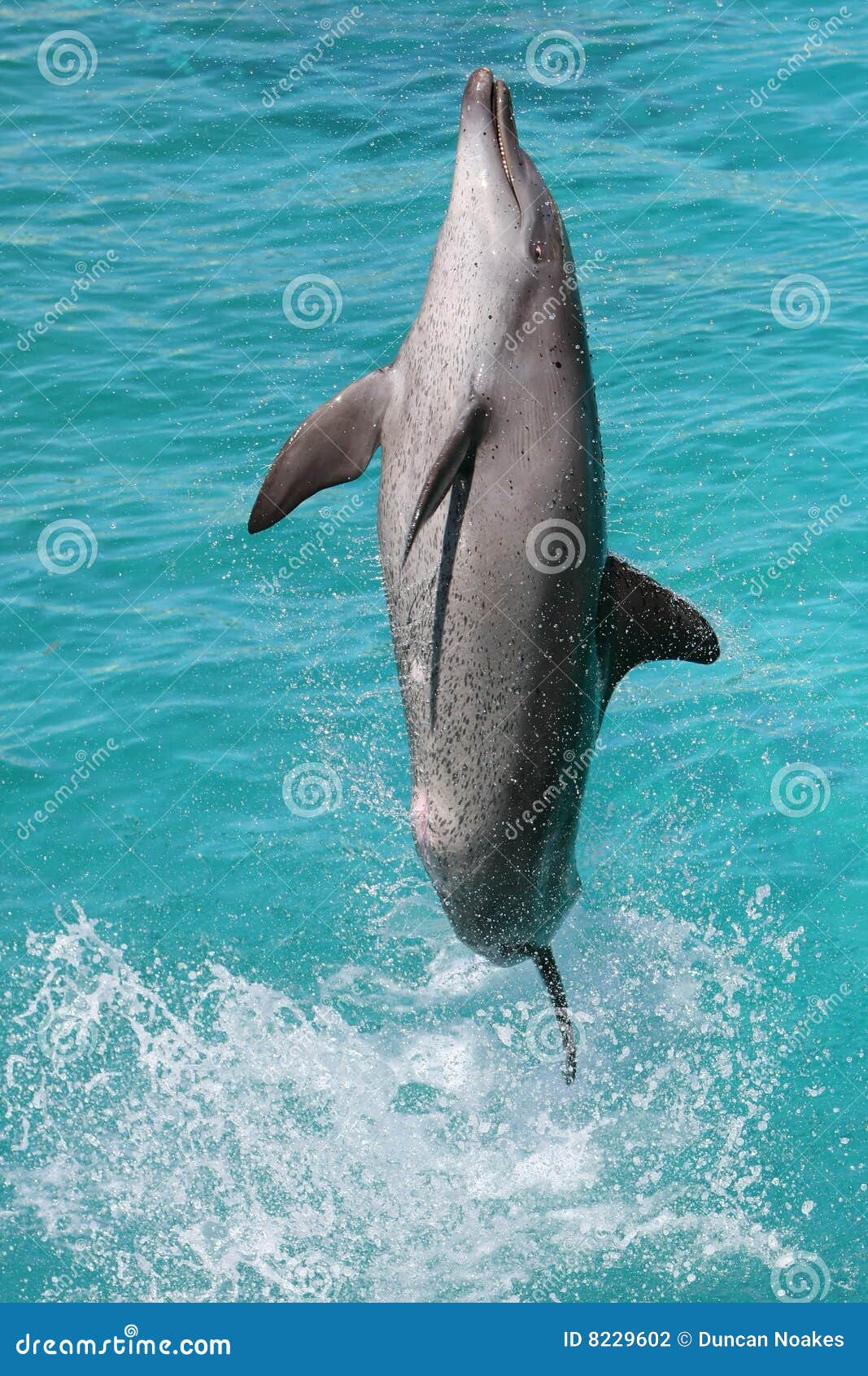 Dolphin Jump stock photo. Image of freedom, life, game - 8229602