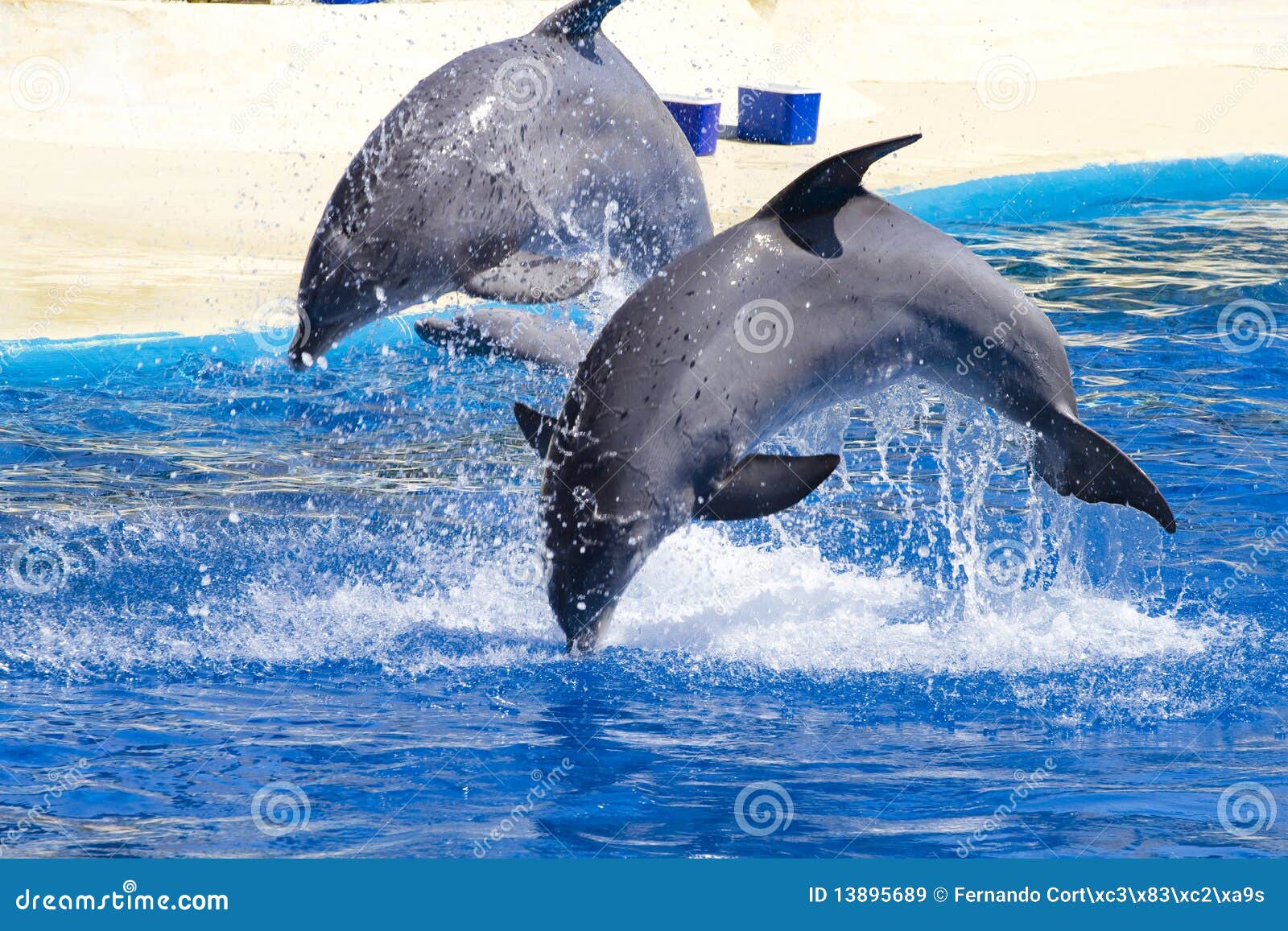 Dolphin Jump Stock Photography | CartoonDealer.com #7337852