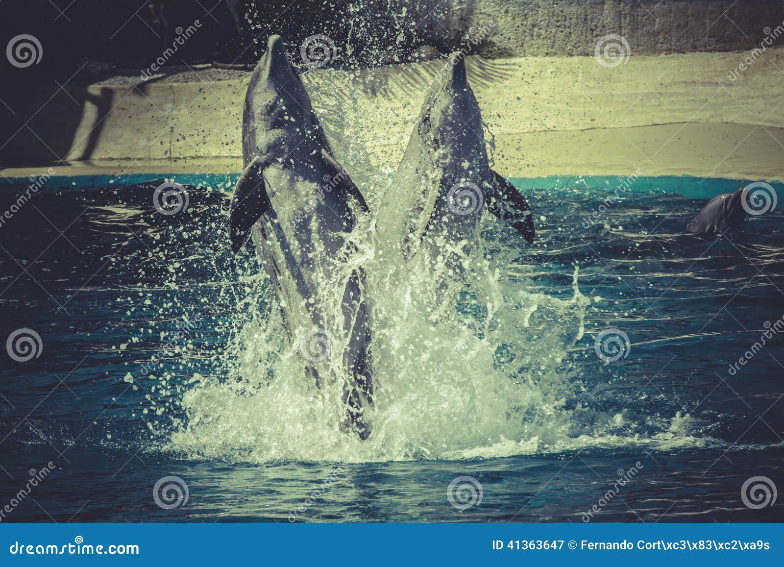 Dolphin Jump Out of the Water in Sea Stock Image - Image of aquatic ...