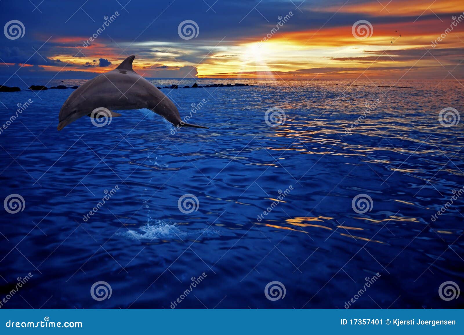Dolphin jumping stock image. Image of curacao, love, bottlenose - 17357401