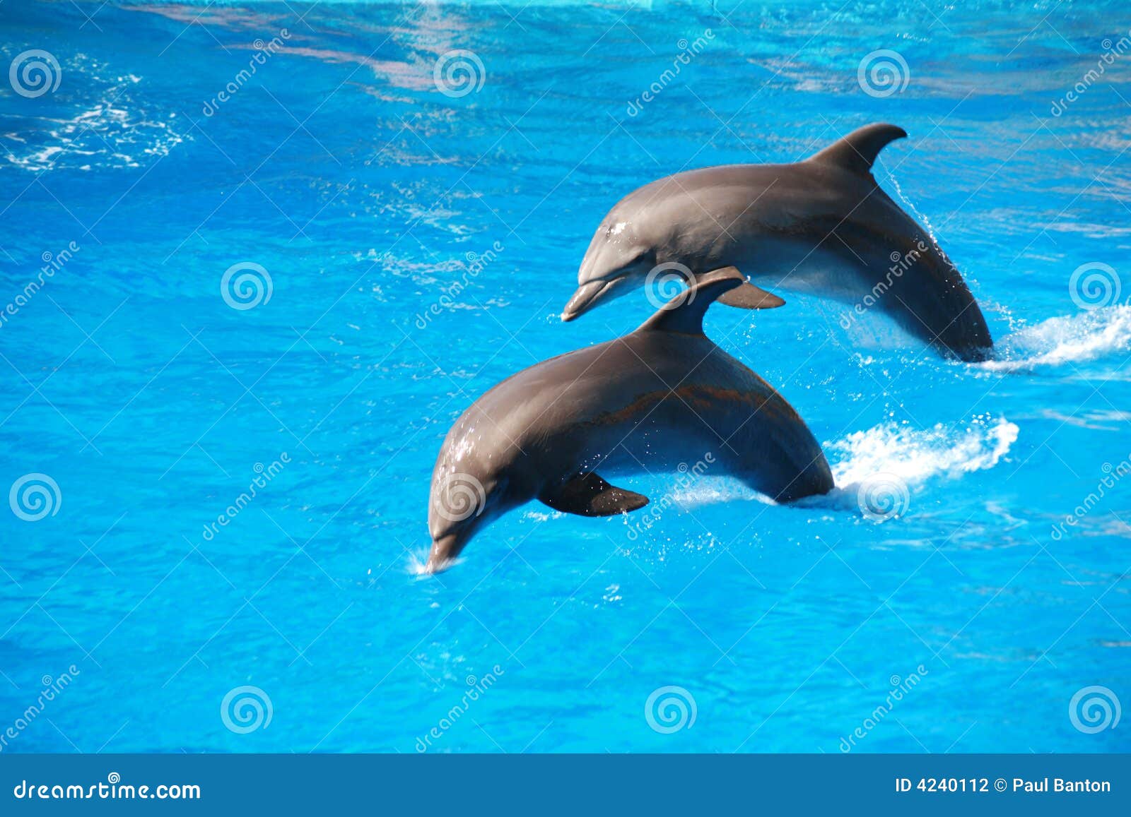 Dolphin jumping stock photo. Image of blue, gray, aqua - 4240112