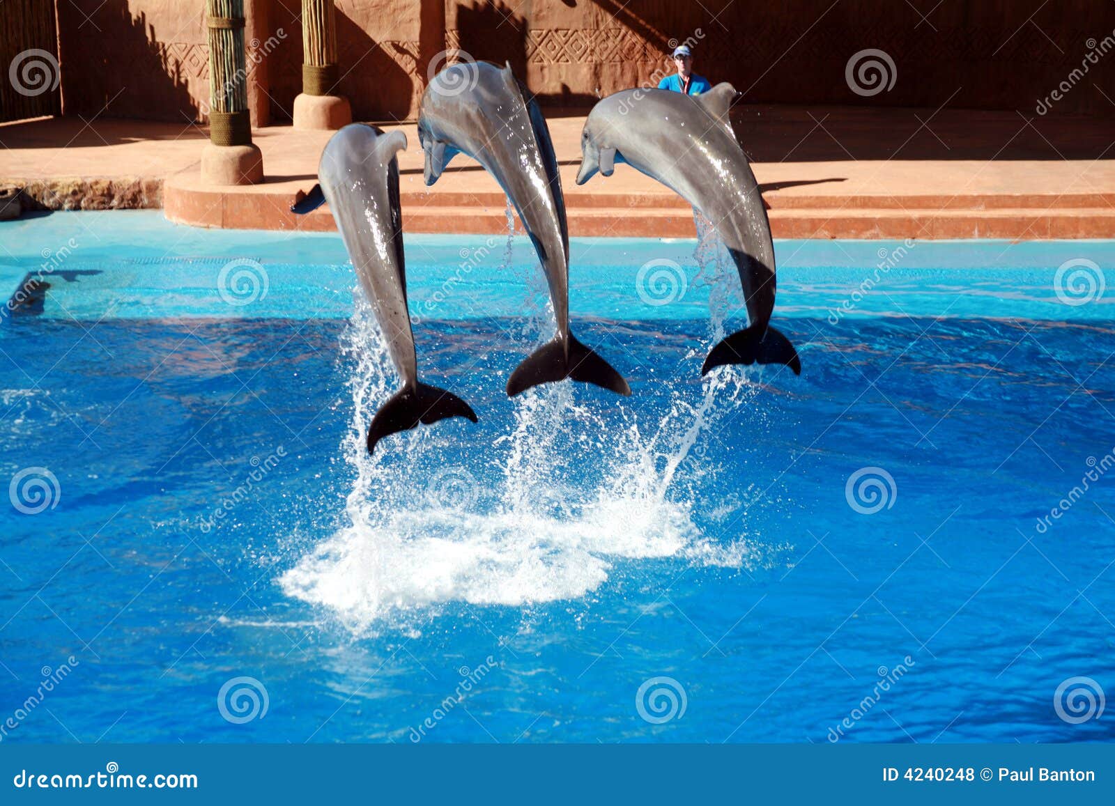 Dolphin Jumping Picture. Image: 4240248
