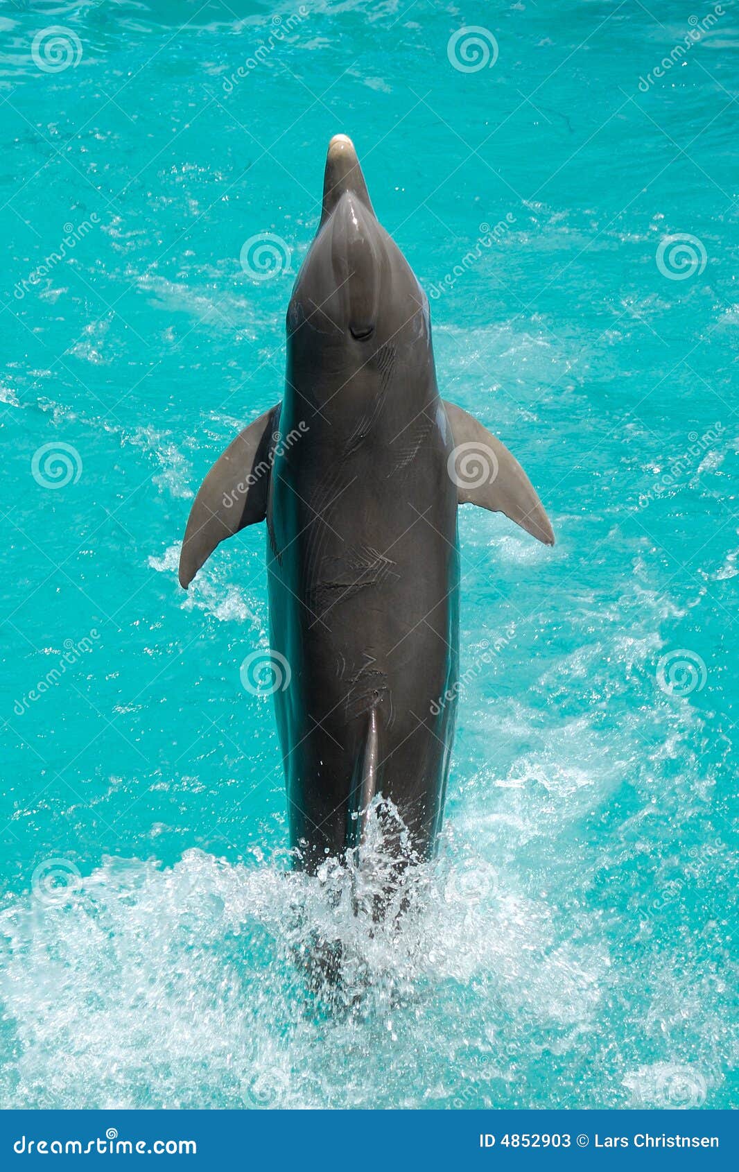 Dolphin jumping stock image. Image of gray, happy, intelligent - 4852903