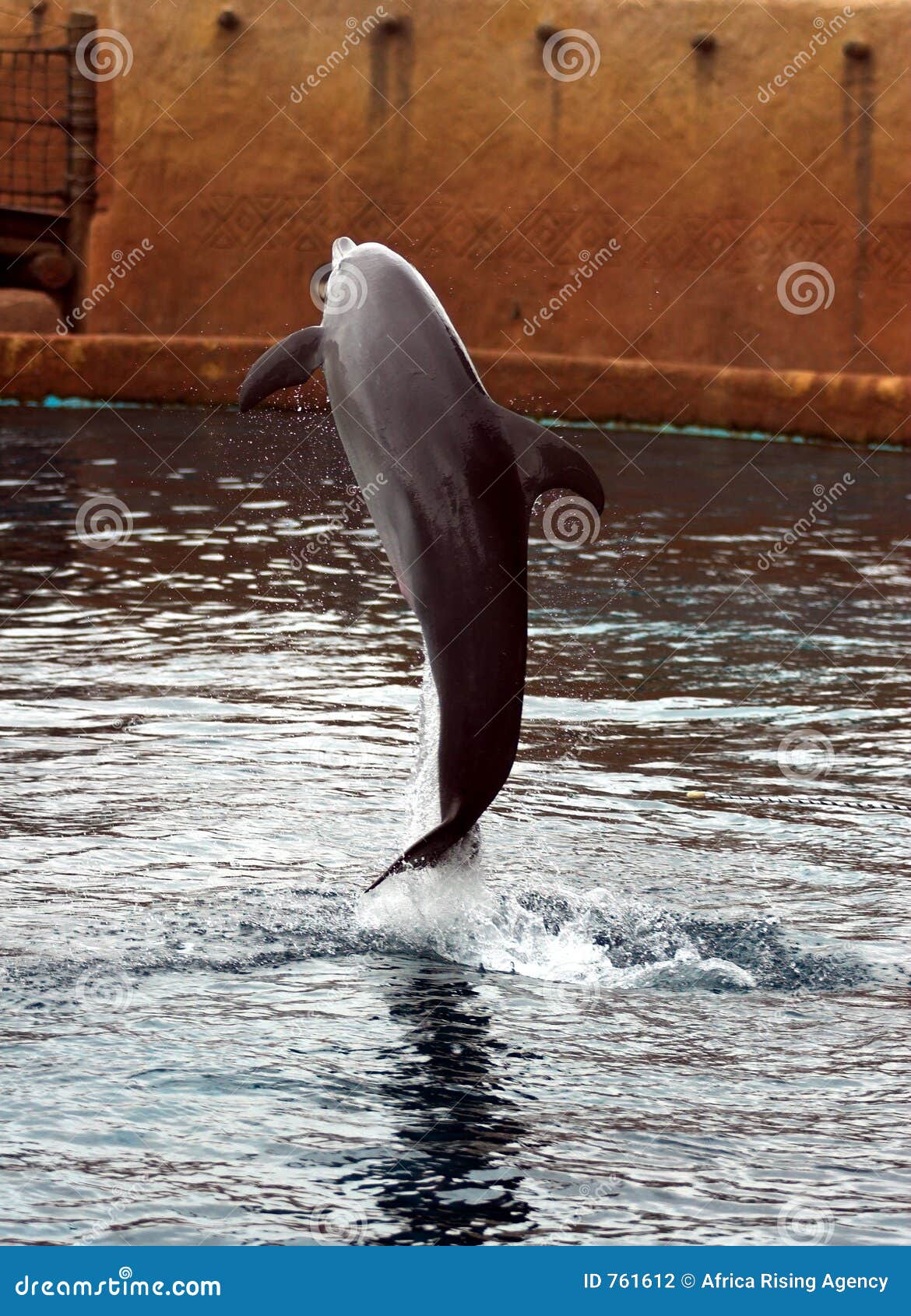 Dolphin jumping stock photo. Image of tank, marine, porpoise - 761612