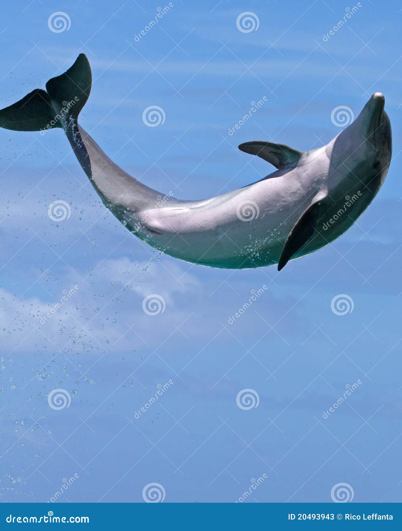 Dolphin Jumping for Joy stock image. Image of rico, happy - 20493943