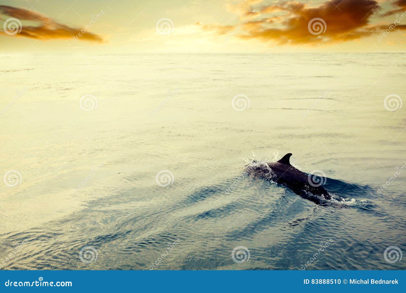 Dolphin Jumping in the Ocean at Sunset. Maldives Stock Photo - Image of ...