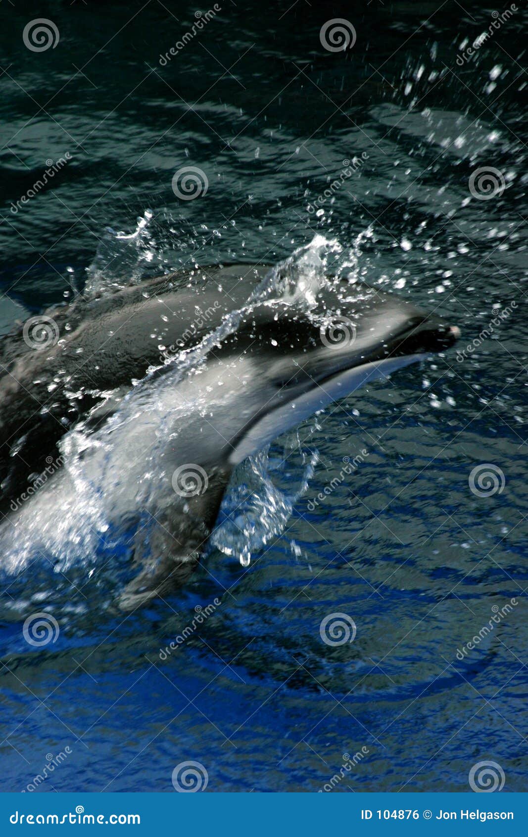 Dolphin Jumping Out of Water Stock Photo - Image of endangered, blurred ...