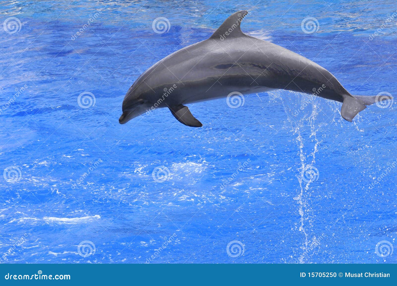 Dolphin Jumping Out of Water Stock Photo - Image of tursiops, marine ...