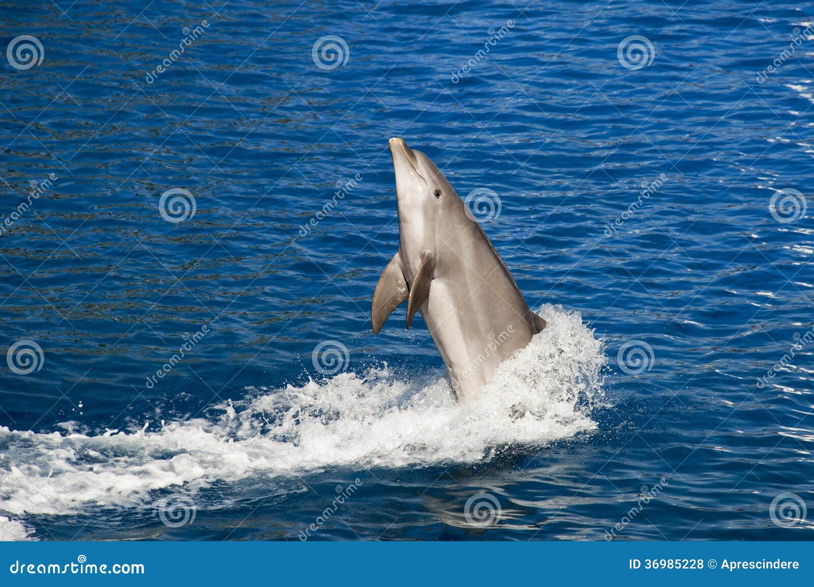 Dolphin Jumping Wave, Vibrant Ocean Scene, Playful Marine Life Stock ...
