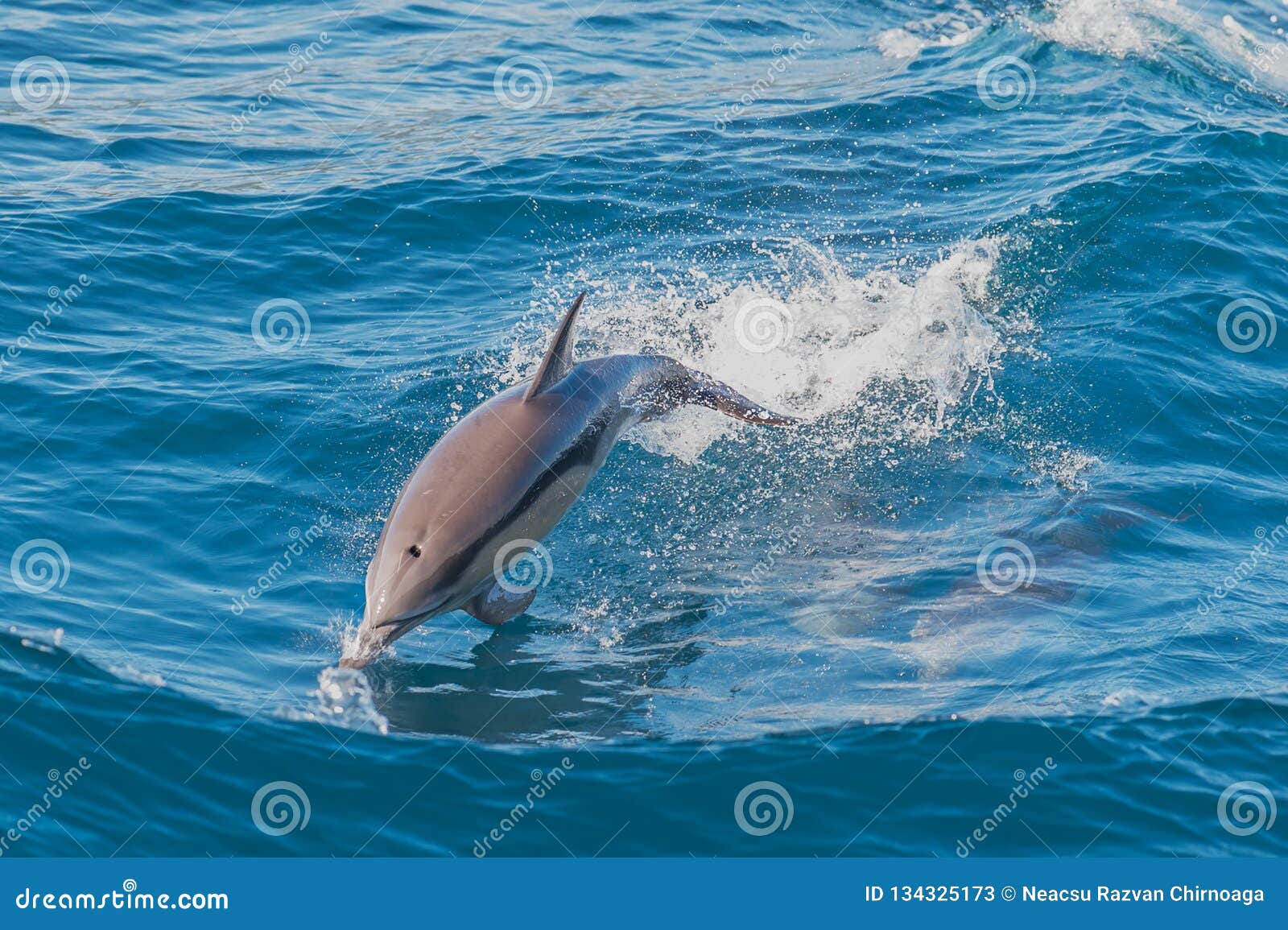 Dolphin Jumping Outside the Sea Stock Image - Image of jumping, life ...