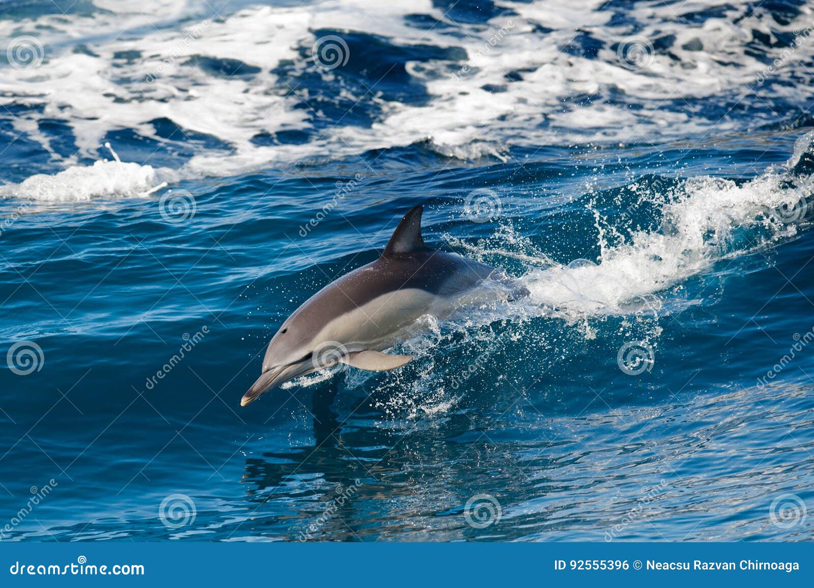 Dolphin Jumping Outside the Sea Stock Photo - Image of underwater ...