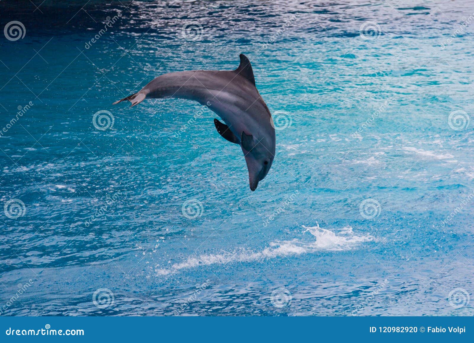 Dolphin jumping 2 stock photo. Image of intelligent - 120982920