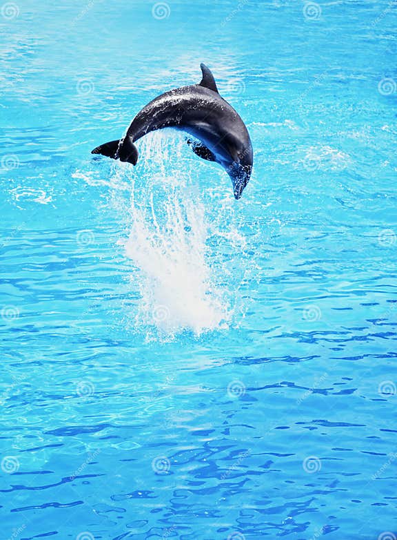 Dolphin jumping in the sea stock image. Image of swim - 10638567