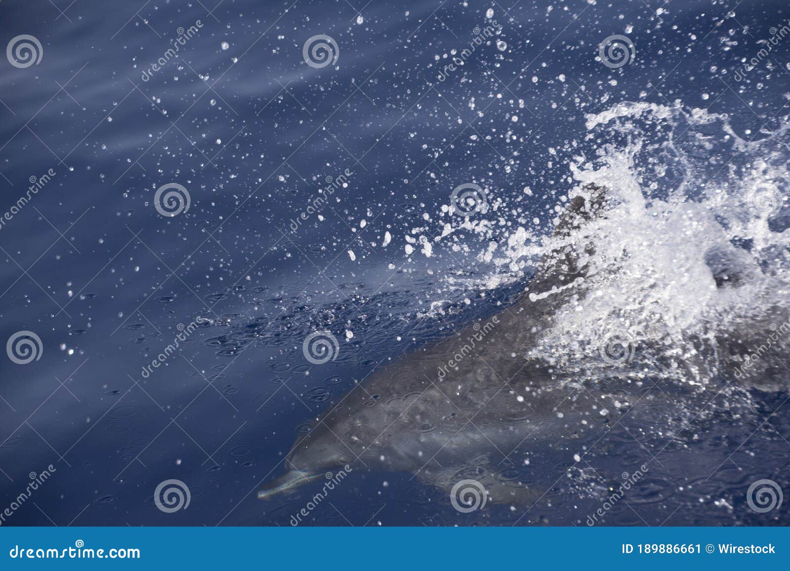 Dolphin Jumping into Water with a Splash Stock Image - Image of ...