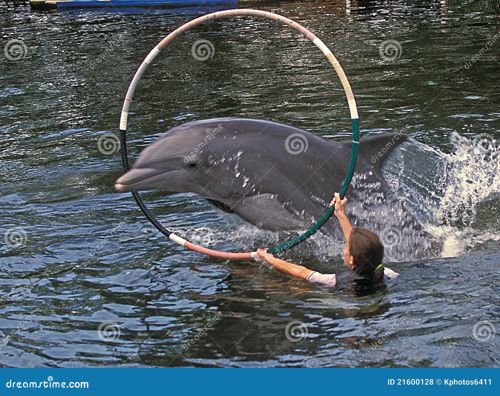Dolphin Jumps through Hoop in Key Largo Editorial Stock Photo - Image ...