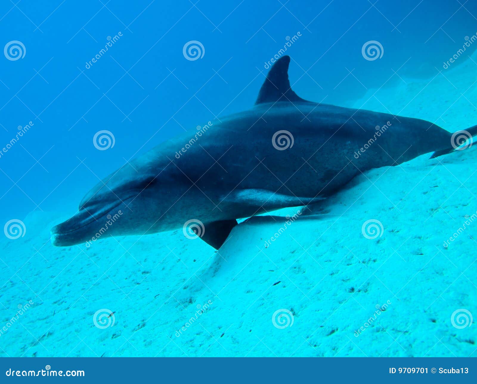 Dolphin, lazy underwater stock image. Image of explore - 9709701