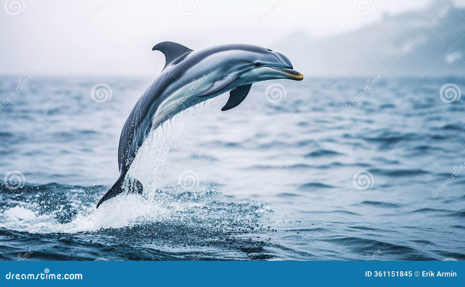 Dolphin Leaping from Ocean, Water Splash Stock Image - Image of wild ...