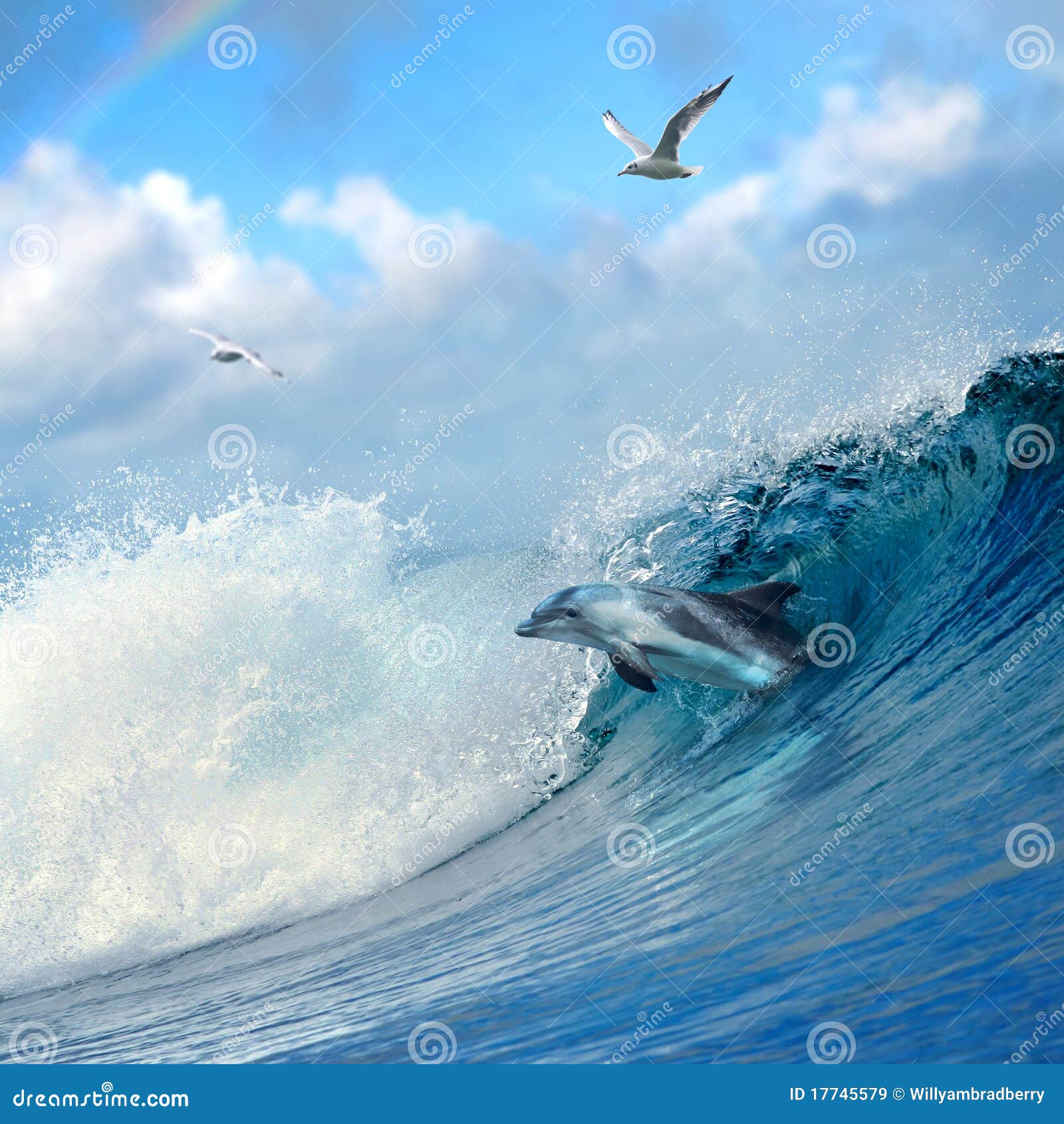 Dolphin Leaping Out from Curly Breaking Ocean Wave Stock Image - Image ...