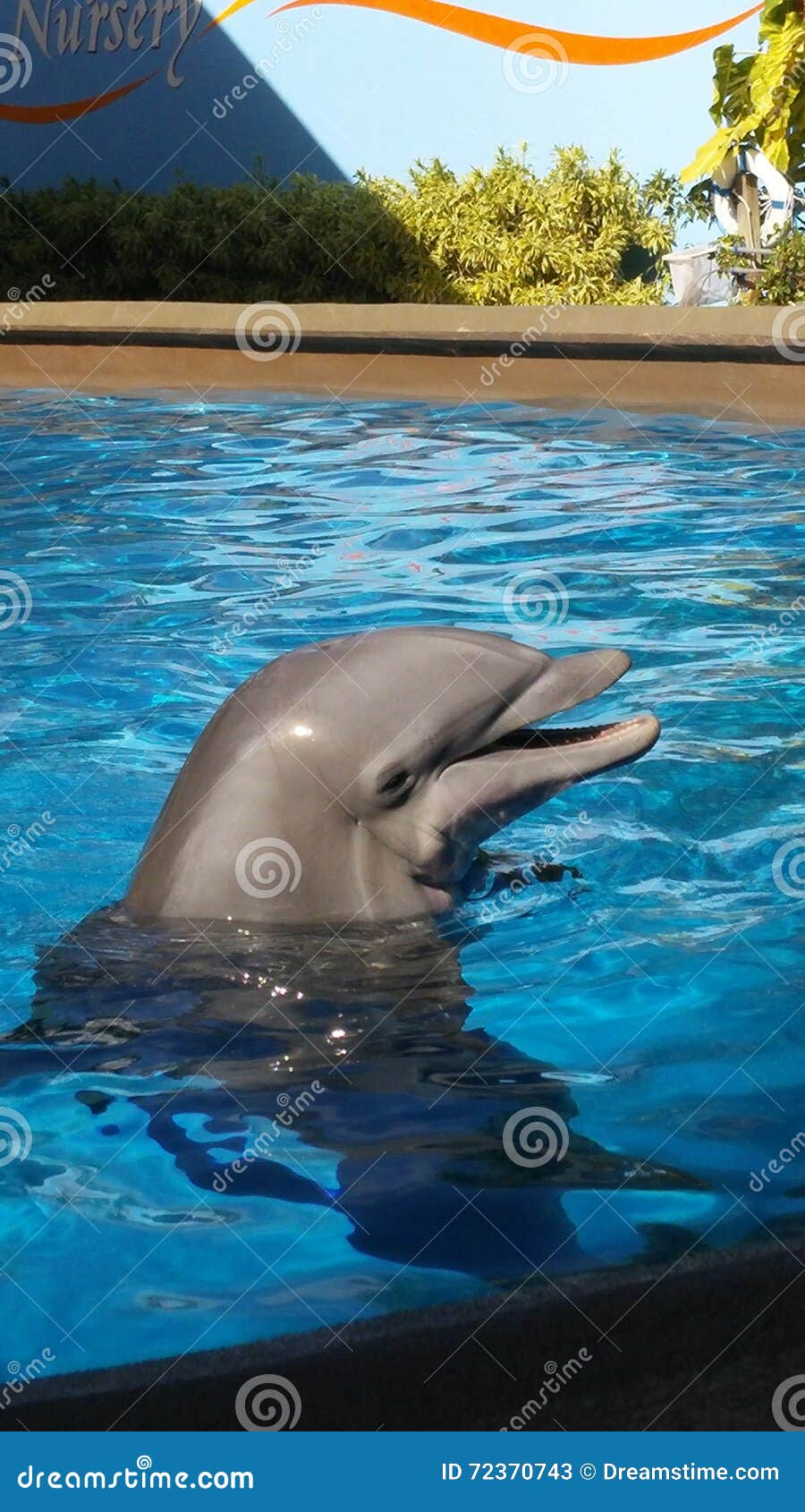 Dolphin stock image. Image of dolphin, looking, marine - 72370743