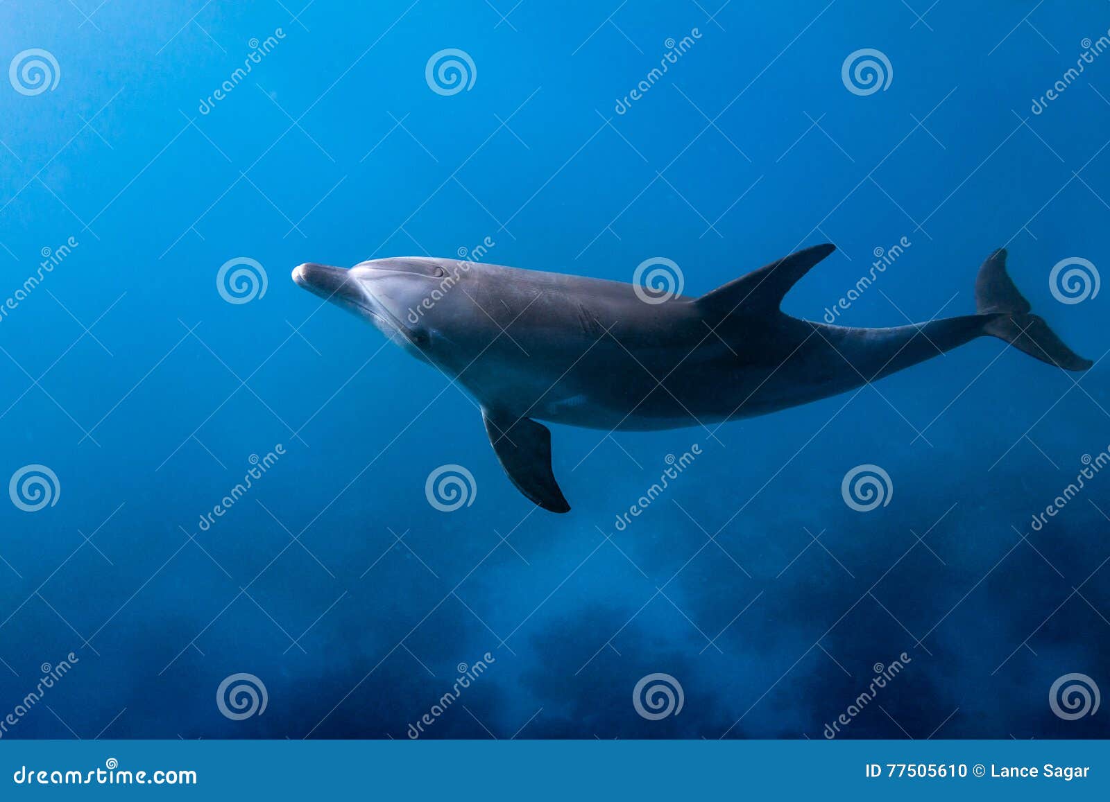 Dolphin Looking Up stock photo. Image of blue, swimming - 77505610