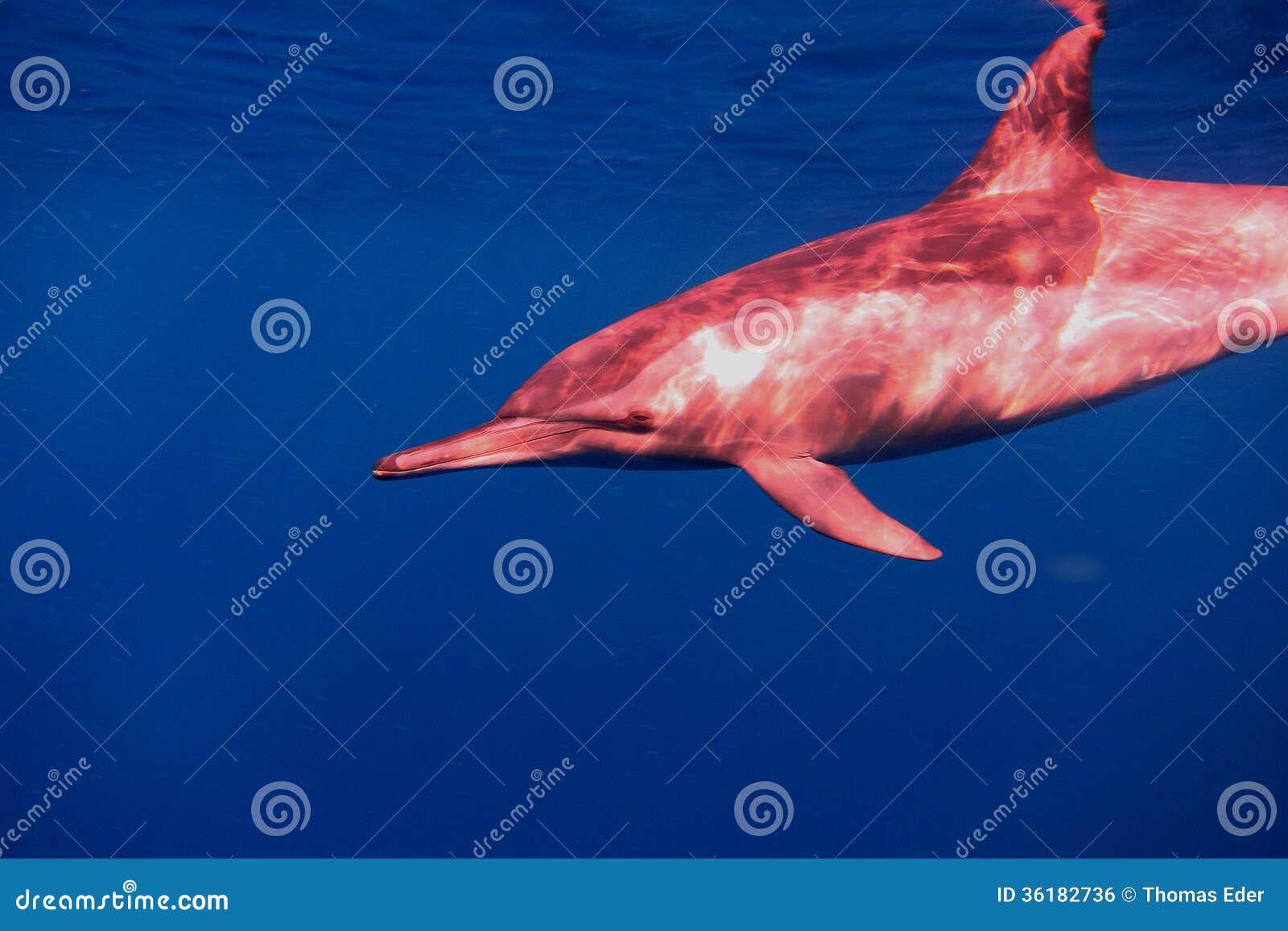 Small Dolphin In Water Splash Stock Photography | CartoonDealer.com ...