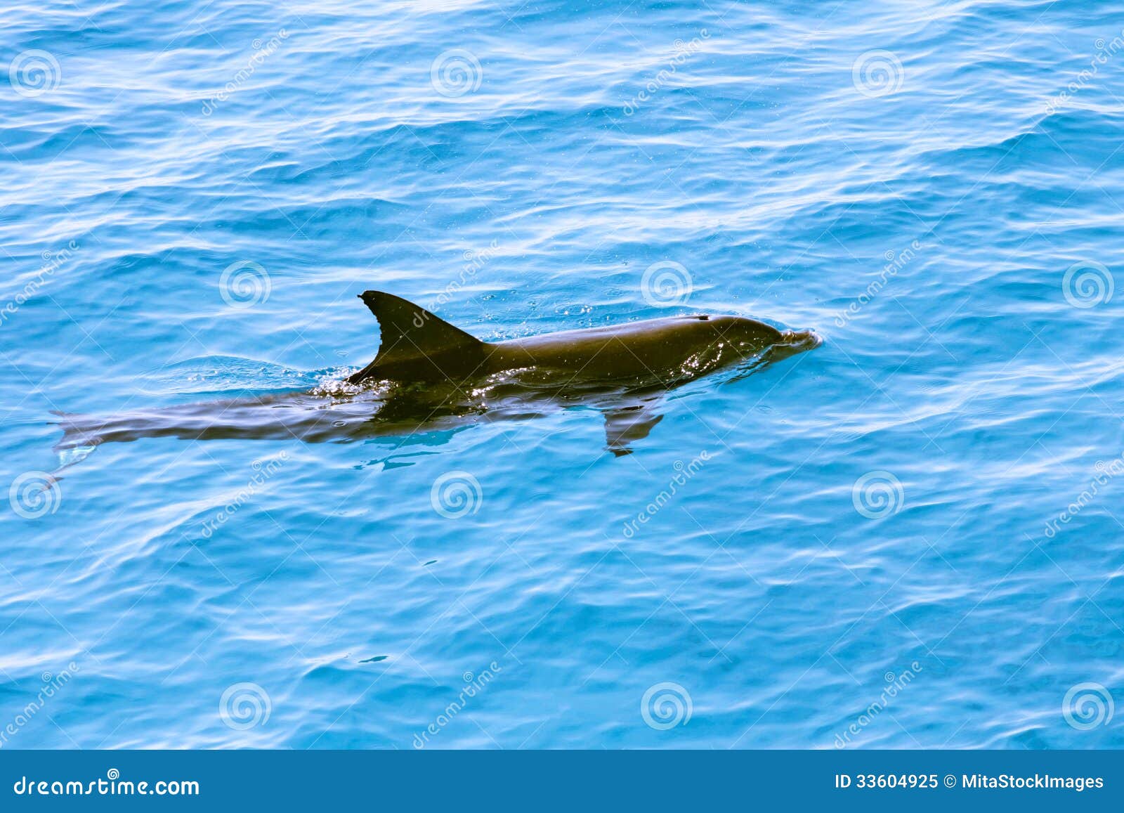 Dolphin stock image. Image of water, splash, mammal, life - 33604925