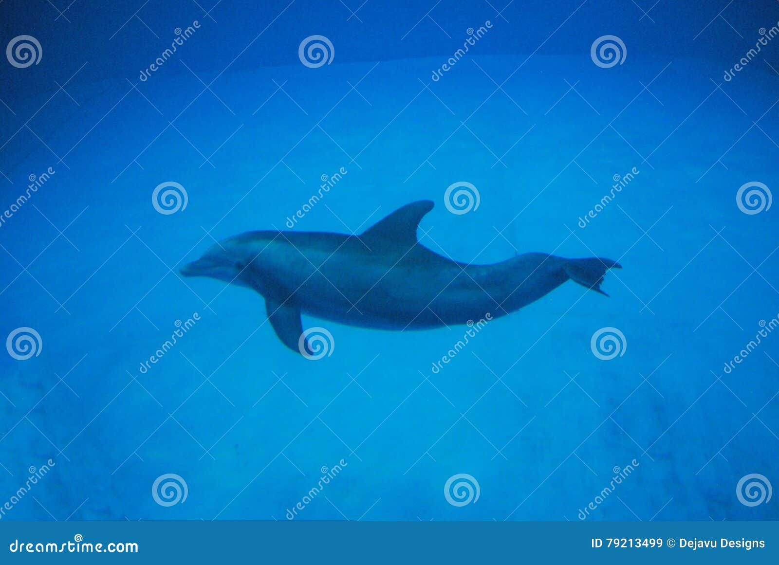 Dolphin Moving Underneath the Water Stock Image - Image of water ...