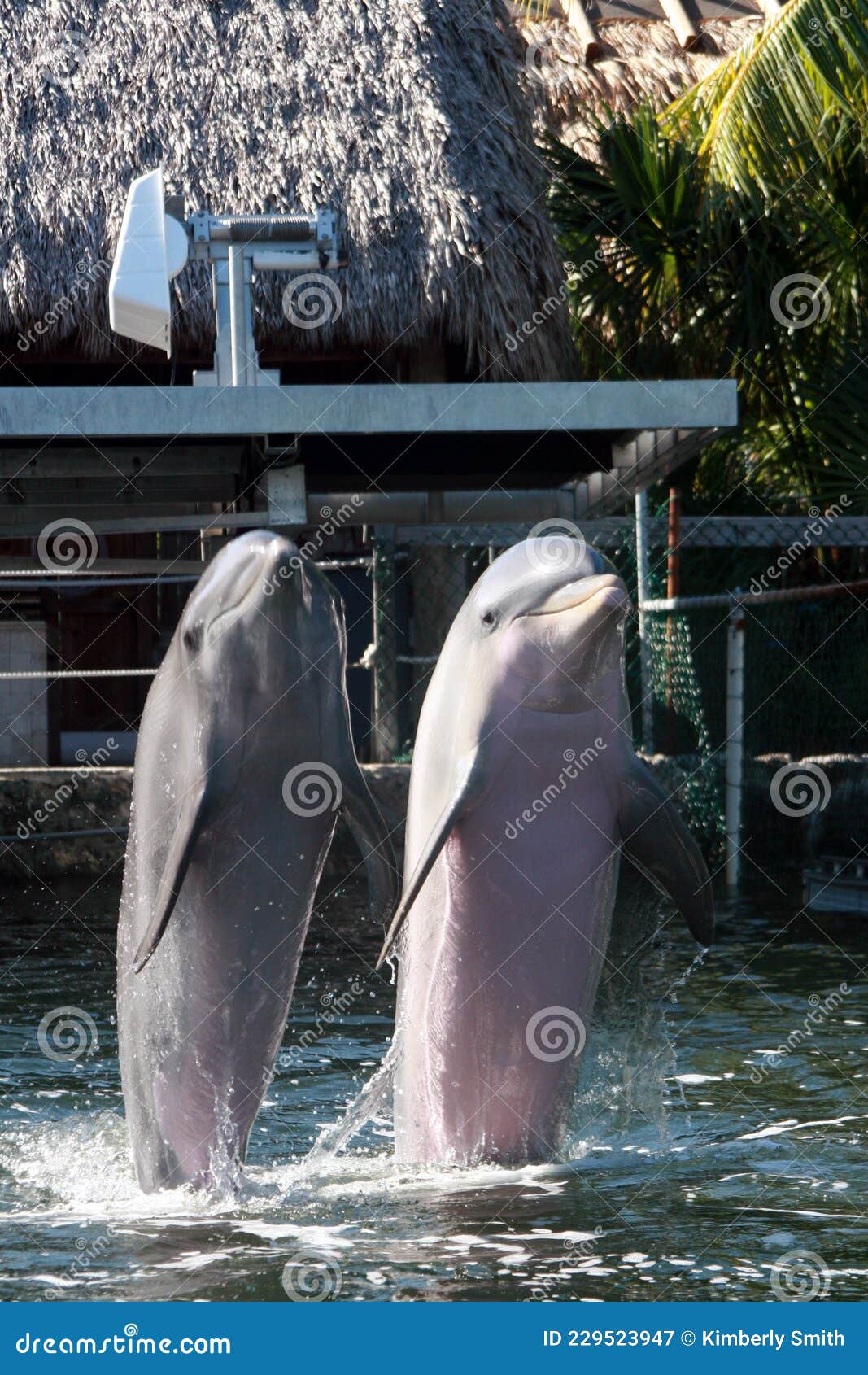 Dancing dolphins stock image. Image of whale, mammal - 229523947