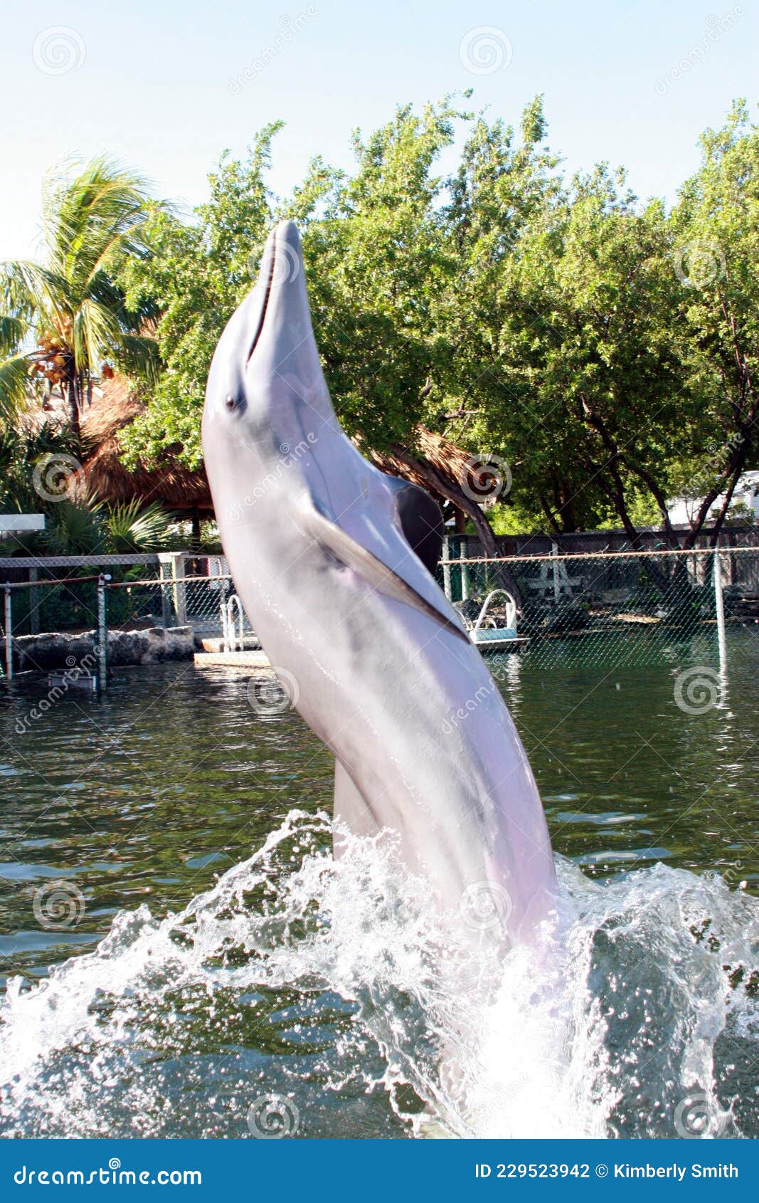 Dolphin out of water stock photo. Image of animal, vehicle - 229523942