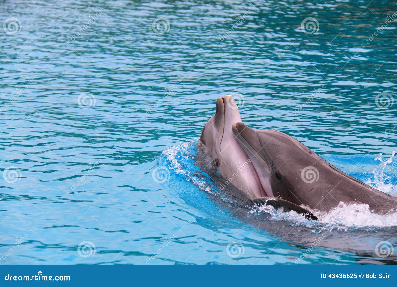 Dolphin pair in blue water stock image. Image of couple - 43436625