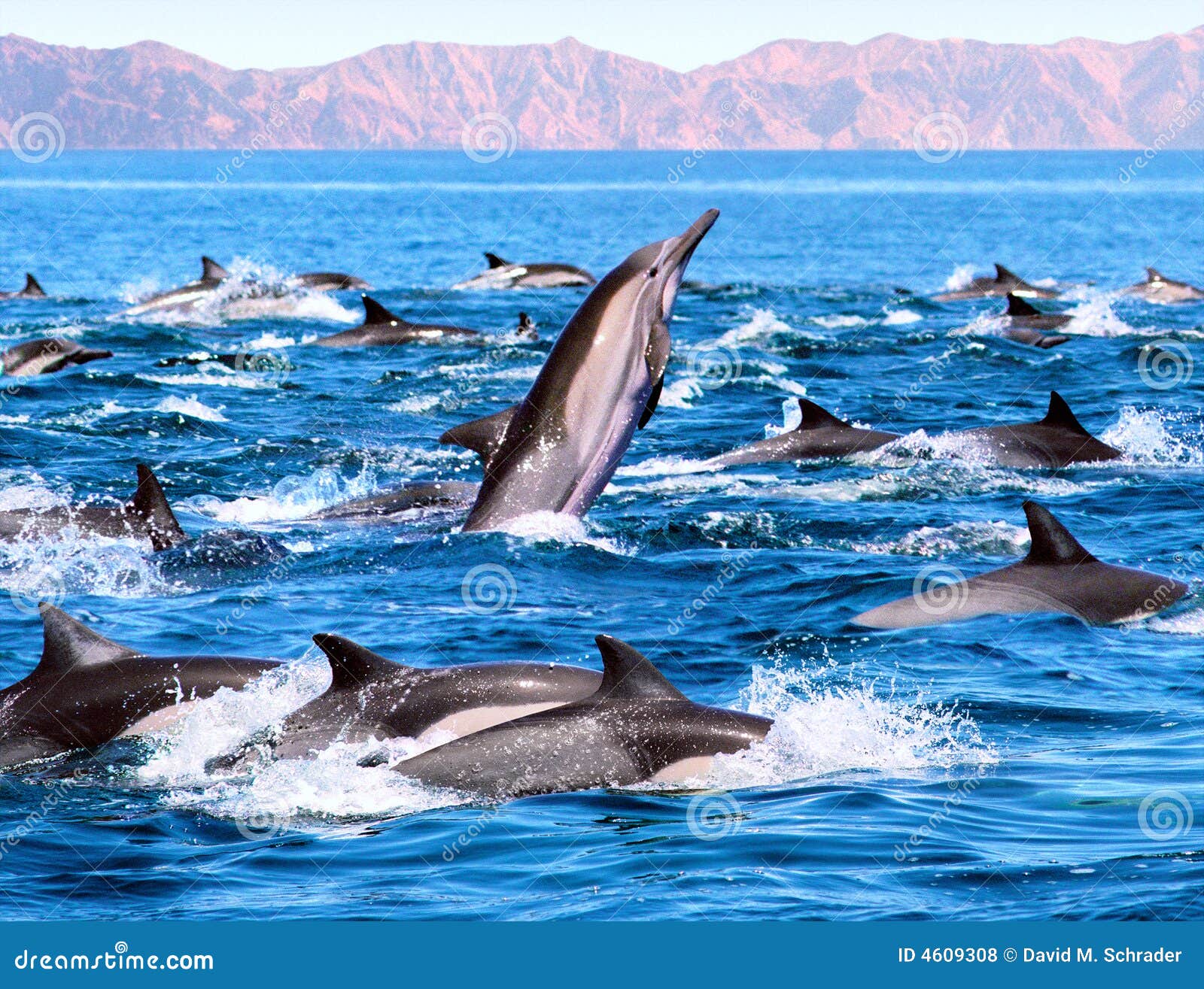 Dolphin Patrol stock photo. Image of dolphin, jump, nature - 4609308