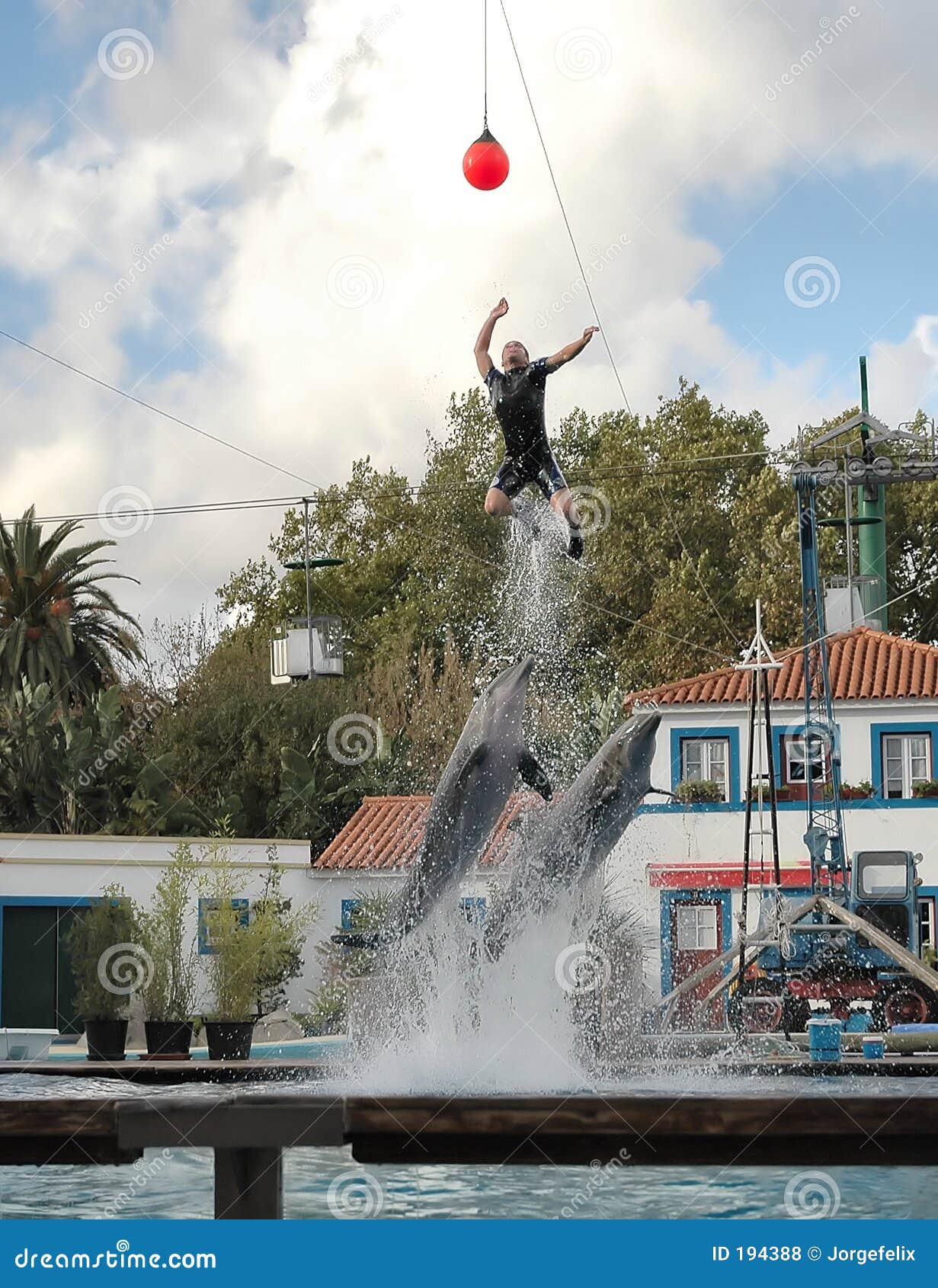 Dolphin performance stock photo. Image of high, mammal - 194388