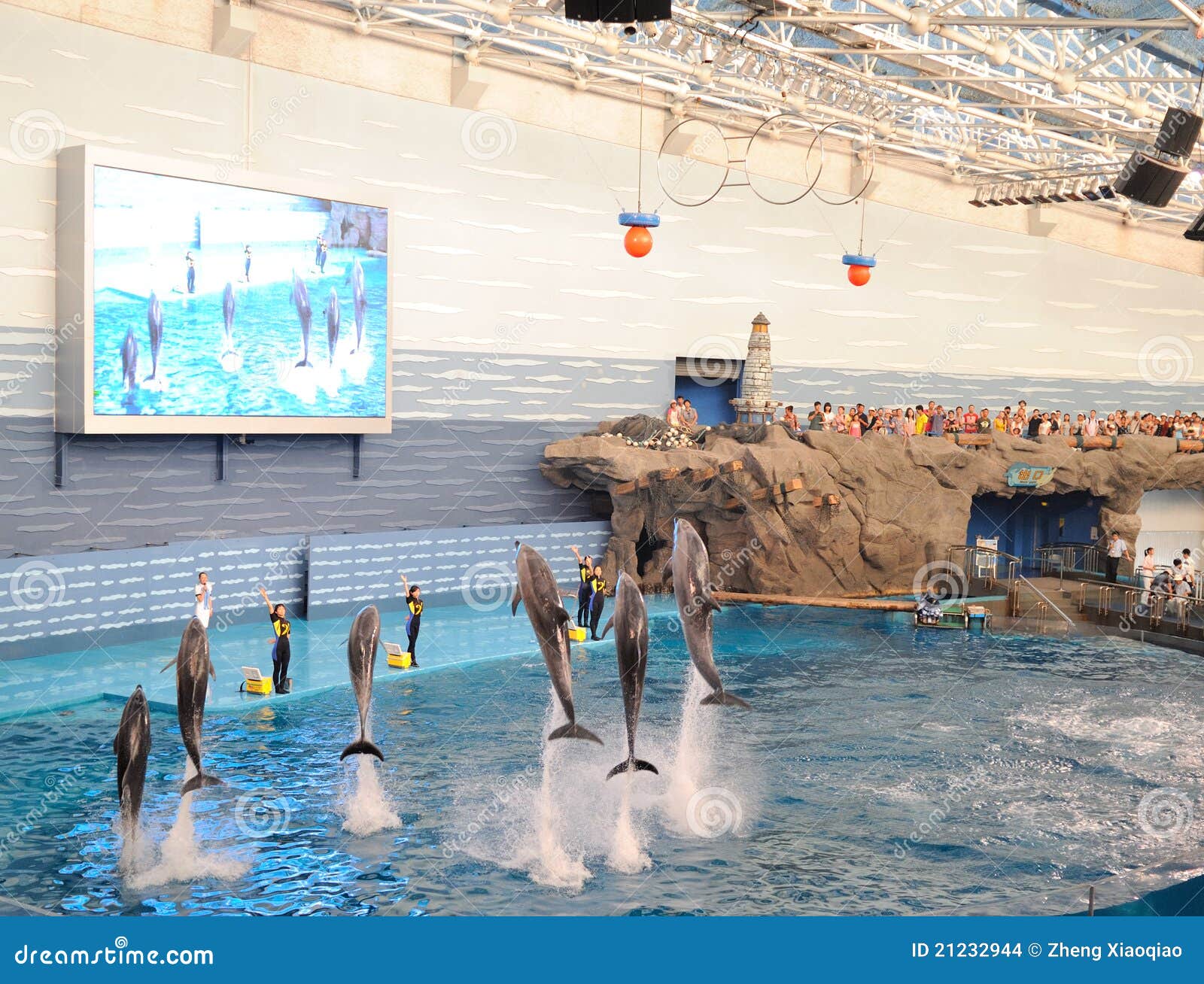 Dolphin performance editorial stock image. Image of marvellous - 21232944