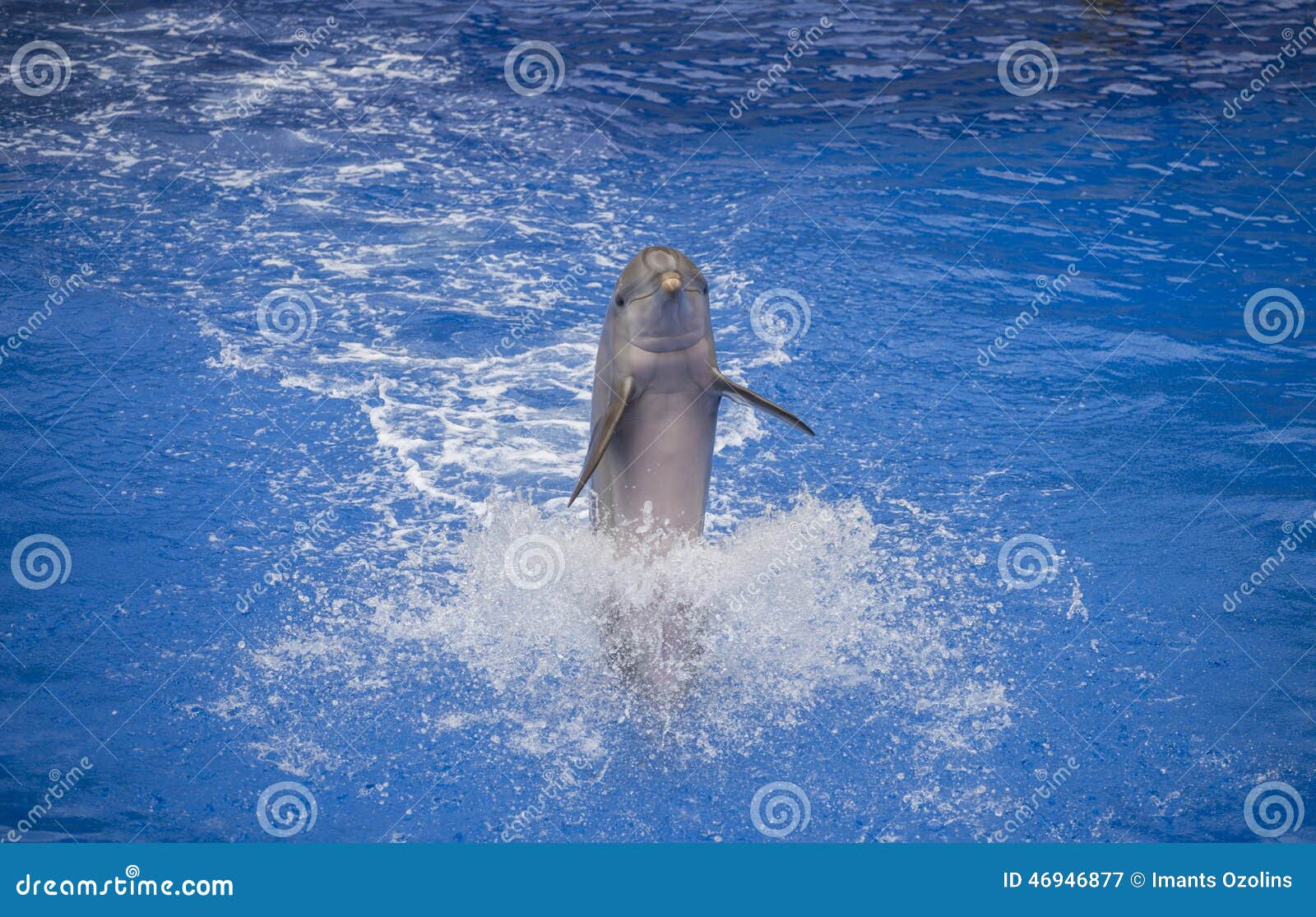 Dolphin performance stock image. Image of exhibition - 46946877