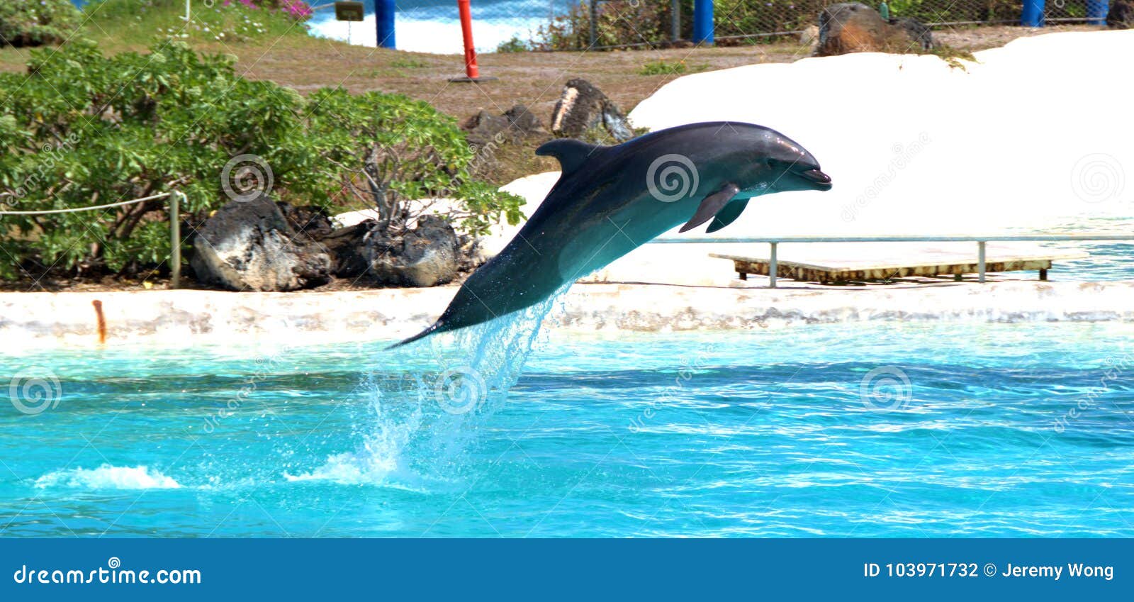 Dolphin stock photo. Image of dusk, fish, dolphins, mammal - 103971732