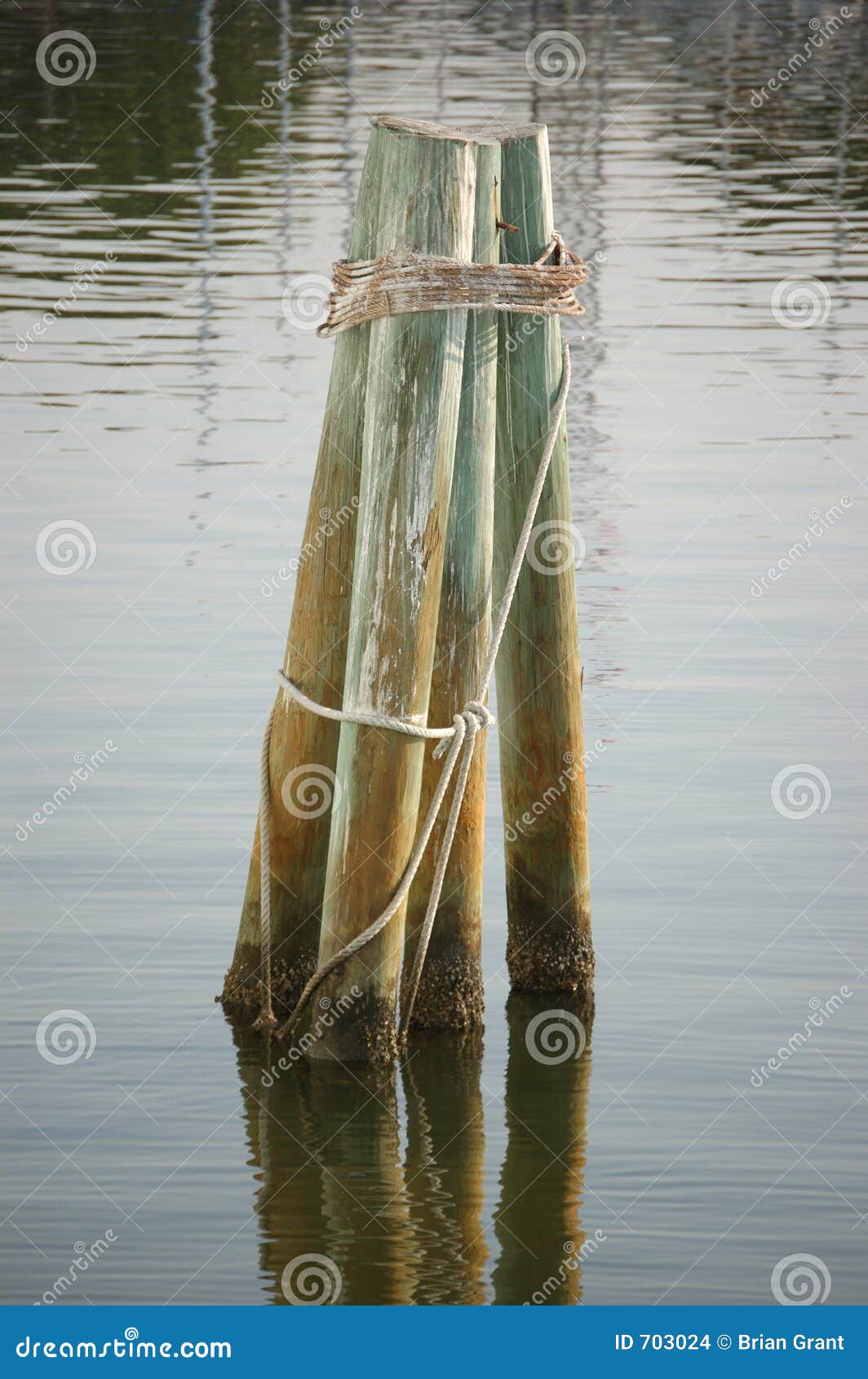 Dolphin Pilings stock photo. Image of cable, lashing, strong - 703024