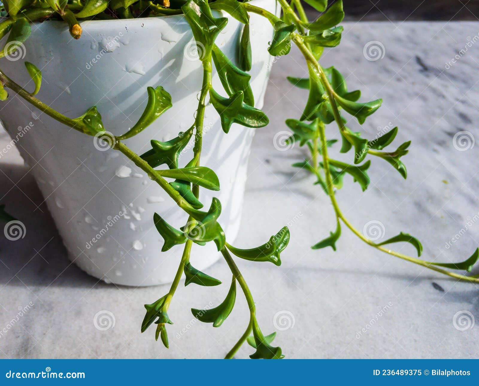 Dolphin Plant in a White Pot with Water Splashes Stock Image - Image of ...