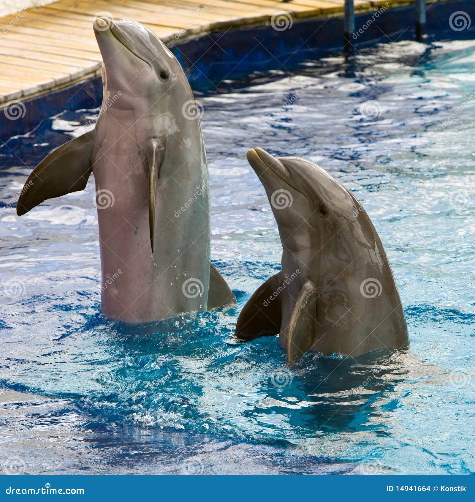 Dolphin play stock photo. Image of play, patience, travel - 14941664