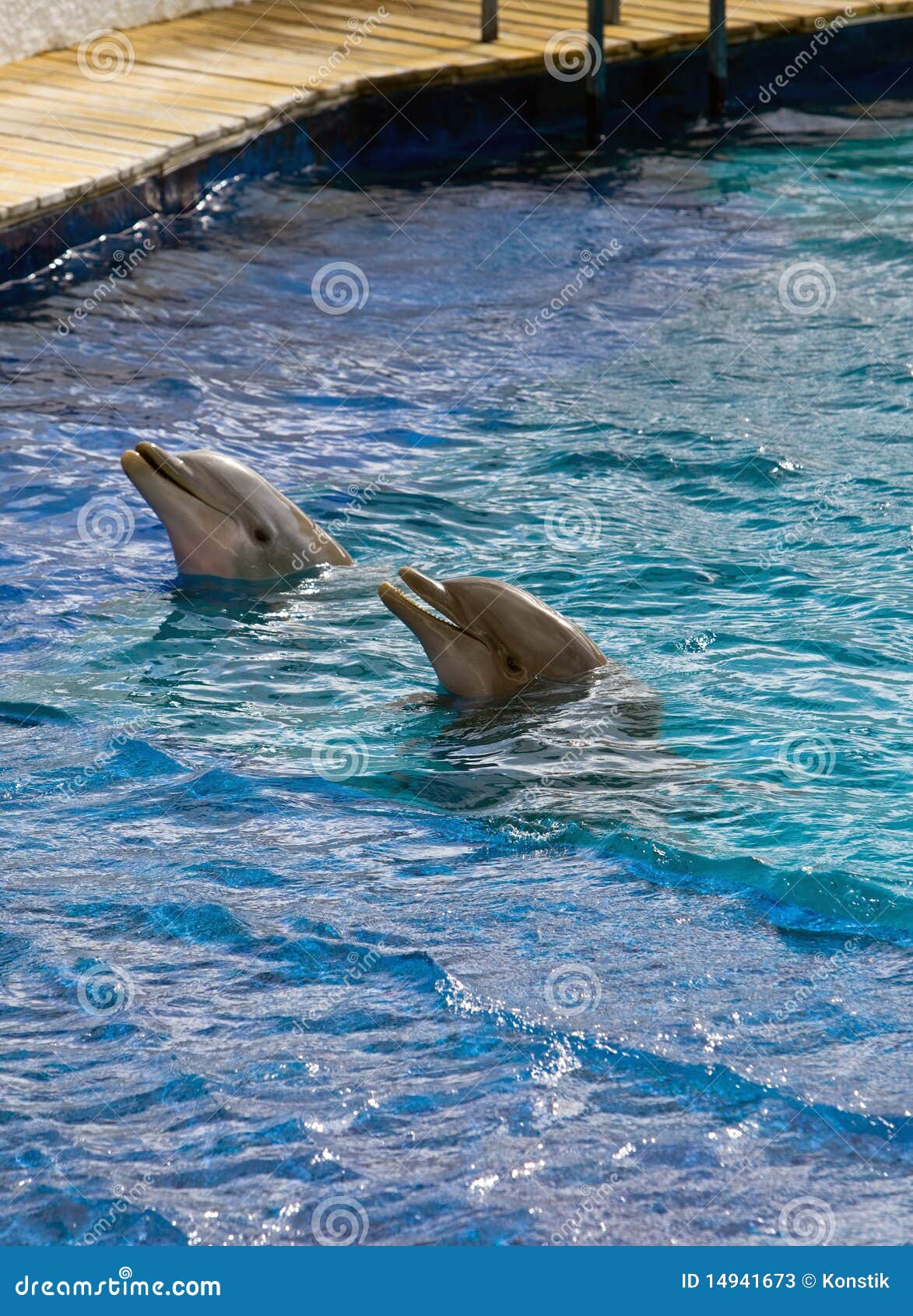Dolphin play stock image. Image of feelings, water, ripples - 14941673
