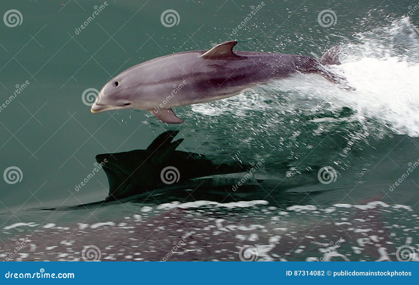 Dolphin At Play 2 Picture. Image: 87314082