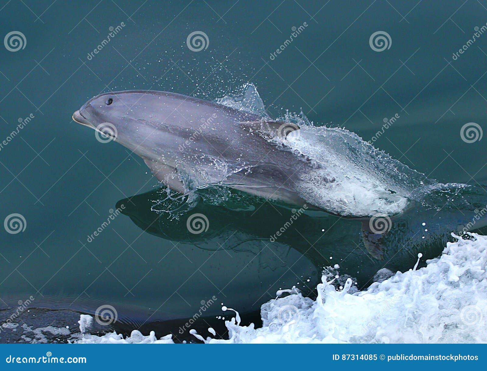 Dolphin At Play 1 Picture. Image: 87314085